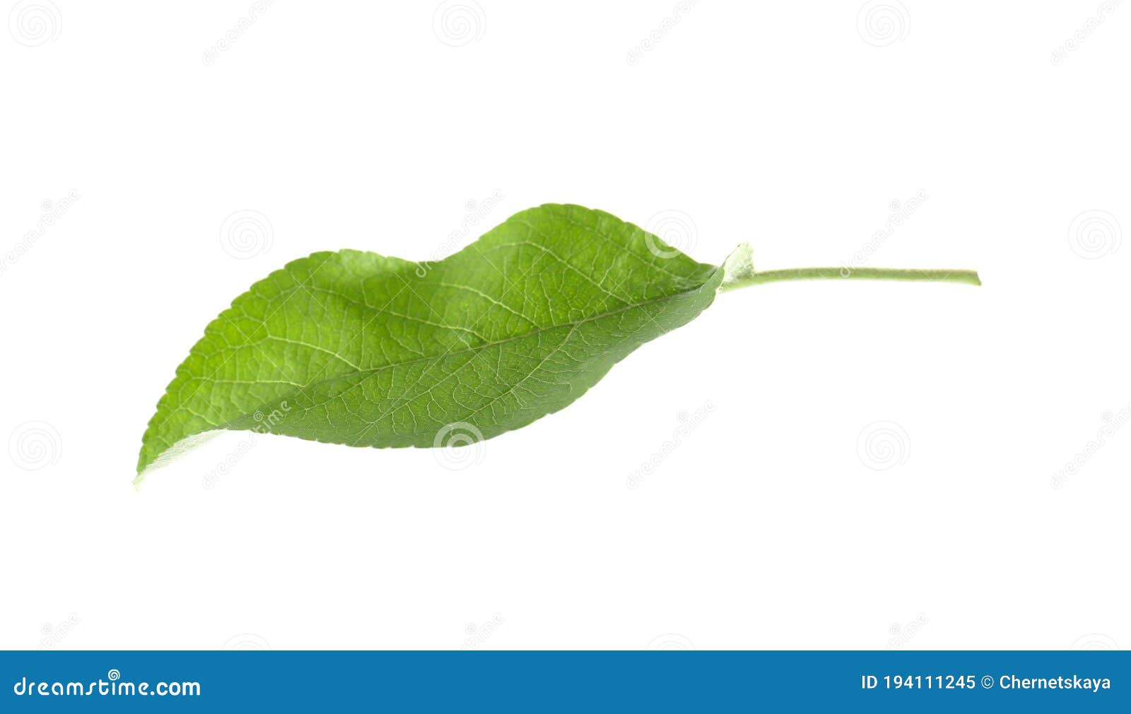 Green Leaf of Apple Tree Isolated Stock Image - Image of leaf, foliage ...