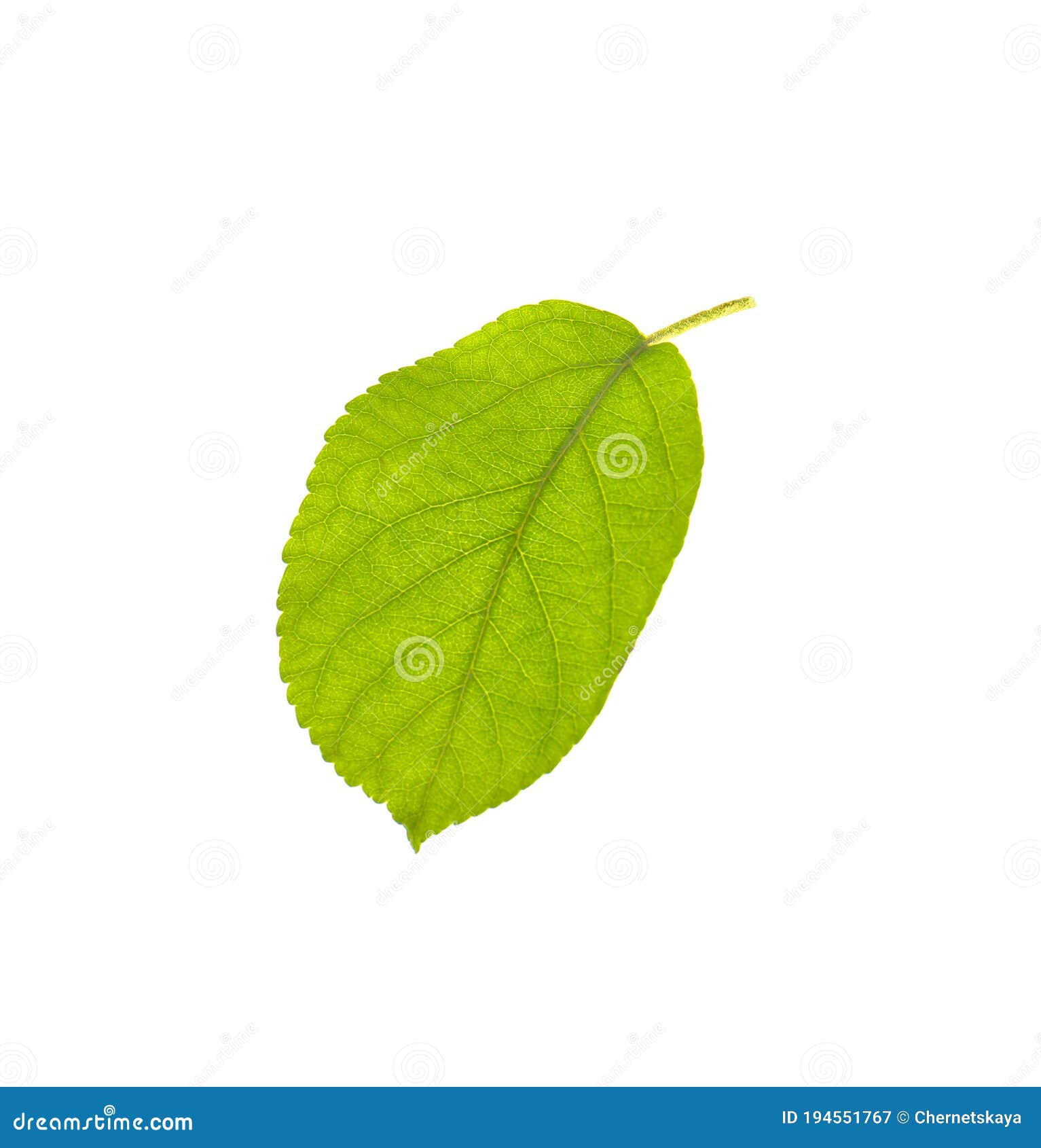 Green Leaf of Apple Tree Isolated Stock Image - Image of isolated ...