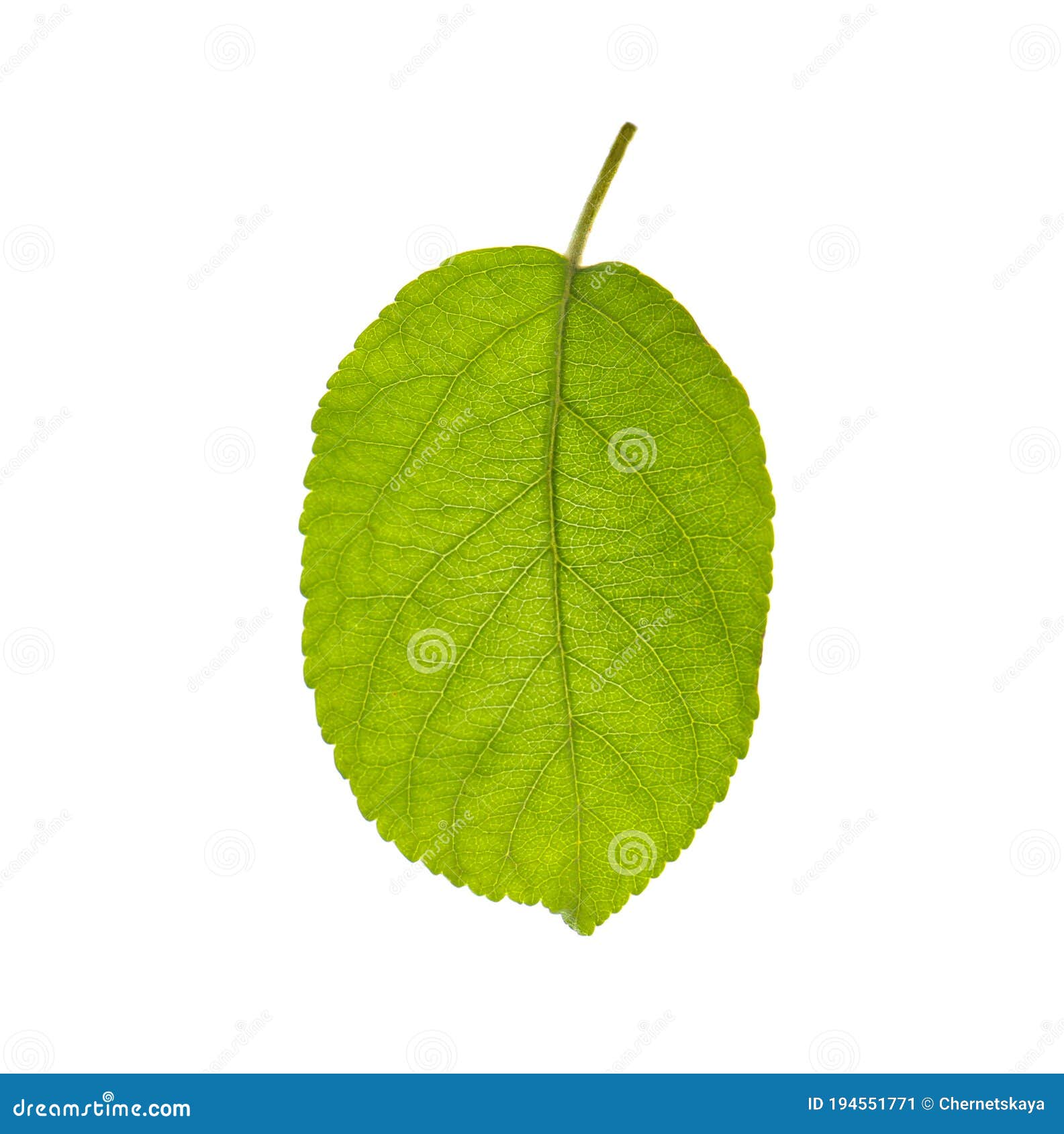 Green Leaf of Apple Tree Isolated Stock Image - Image of food, leaves ...