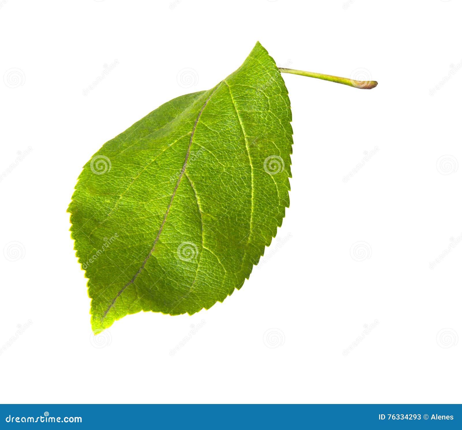 Green Leaf of Apple Tree Isolated on White. Stock Image - Image of ...