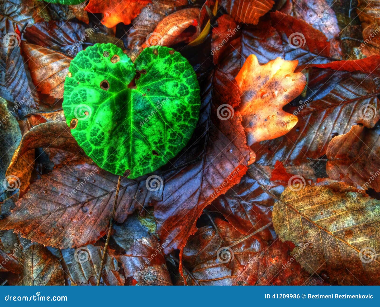 Green Leaf in Autumn Background Stock Photo - Image of season, detail ...