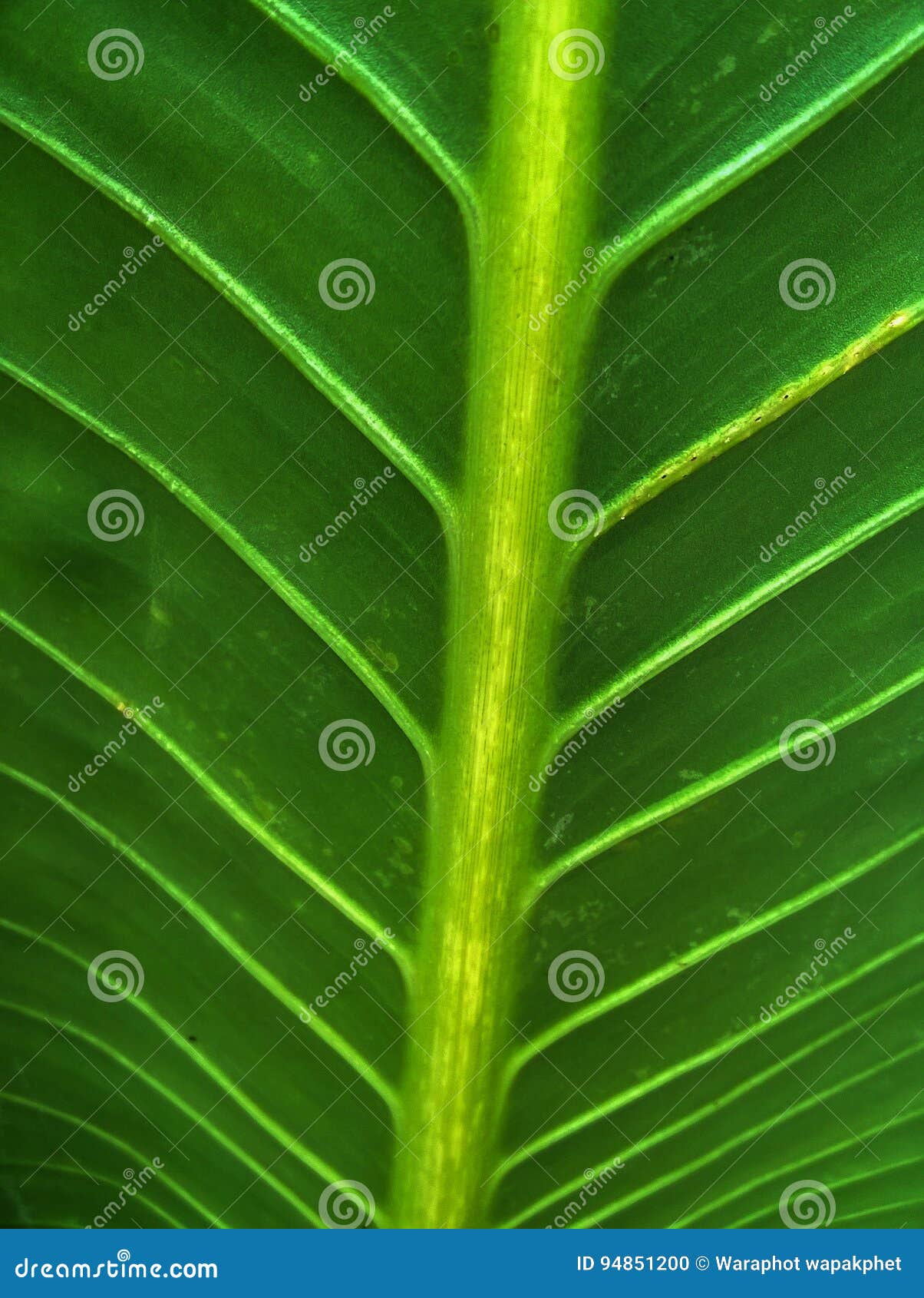 Green leaf back ground stock photo. Image of plant, backgrounds - 94851200