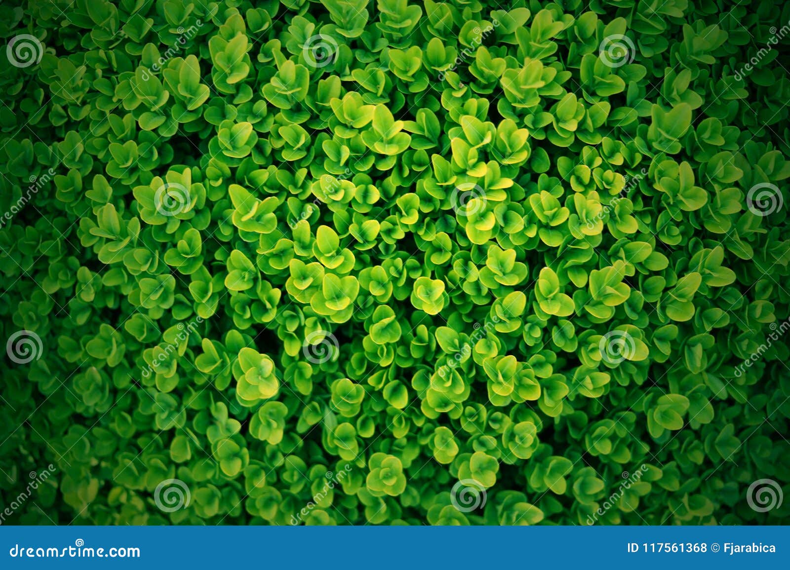 Green leaf backdrop stock photo. Image of park, forest - 117561368