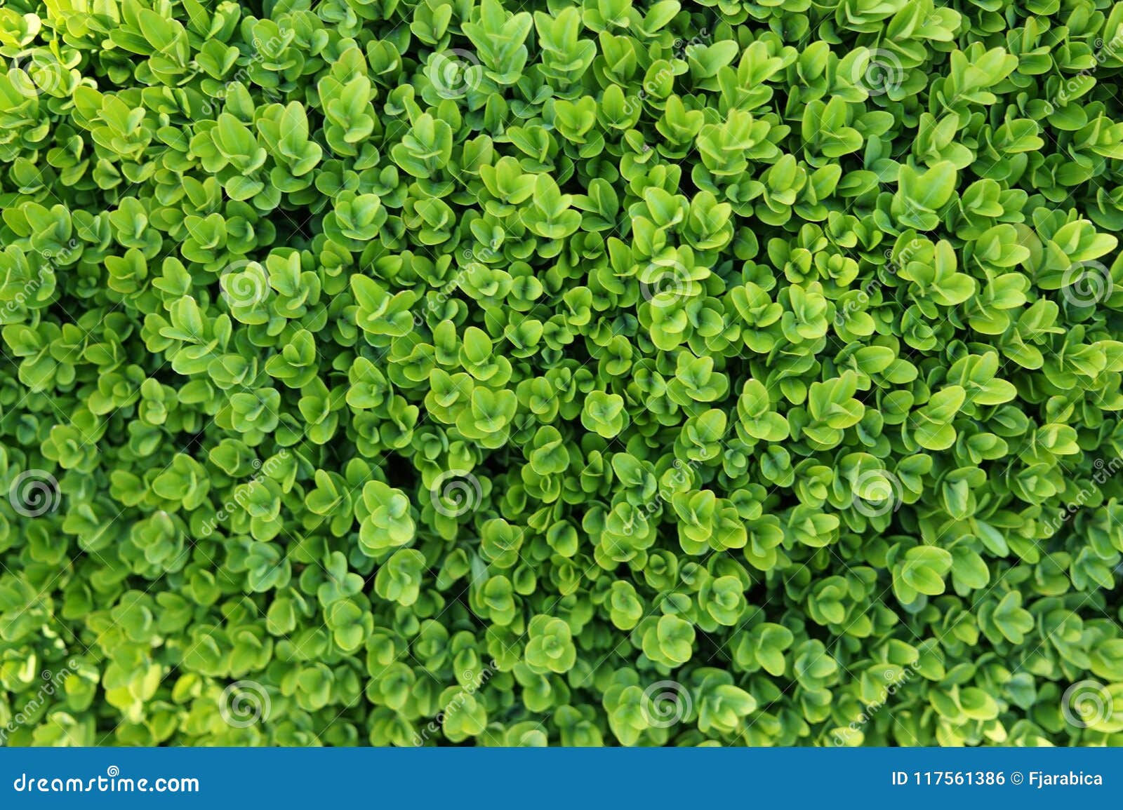 Green leaf backdrop stock photo. Image of cover, advertisement - 117561386