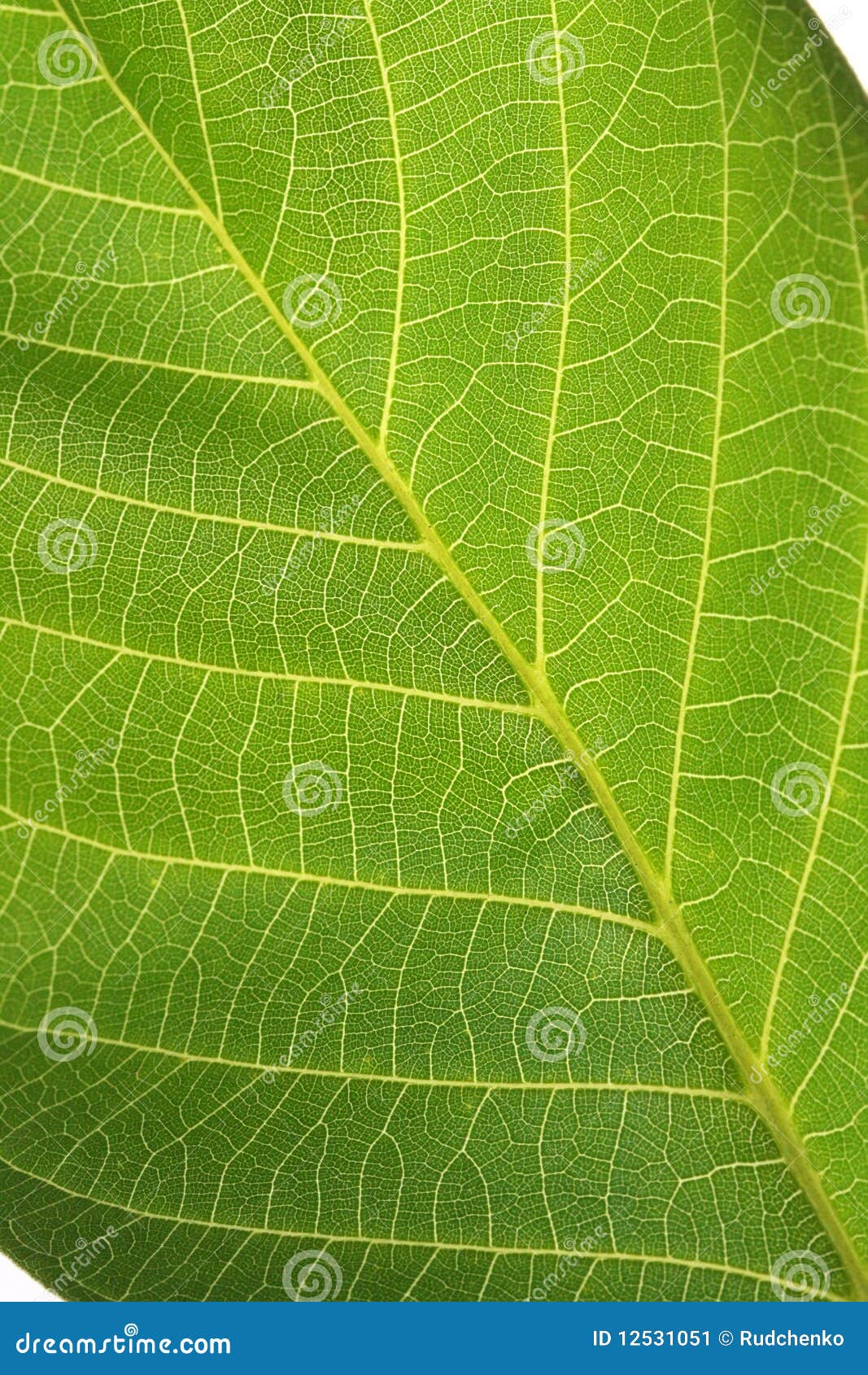Green leaf background stock image. Image of natural, background - 12531051