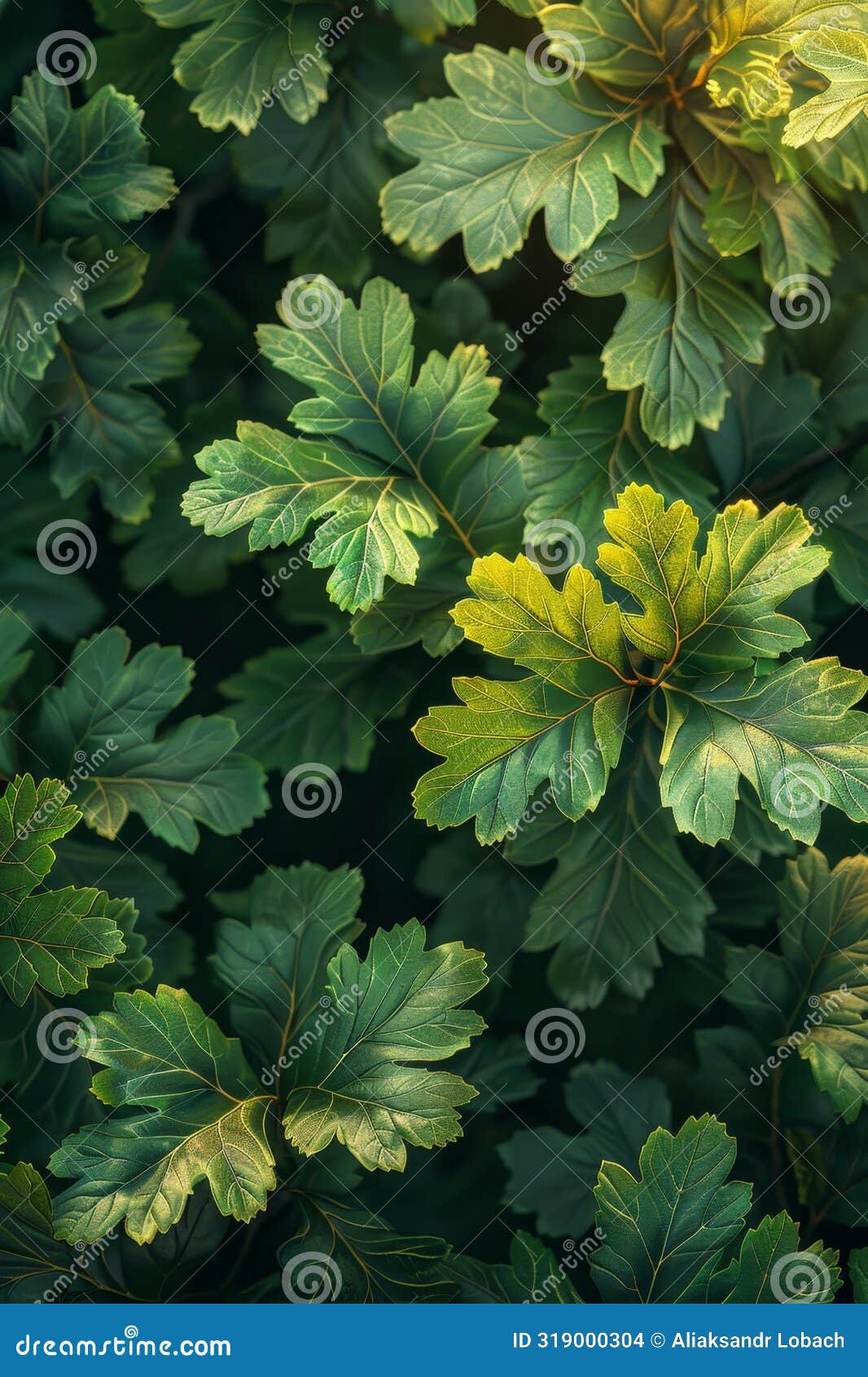 Green Leaf Background, Environmental Background and Desktop Wallpaper ...