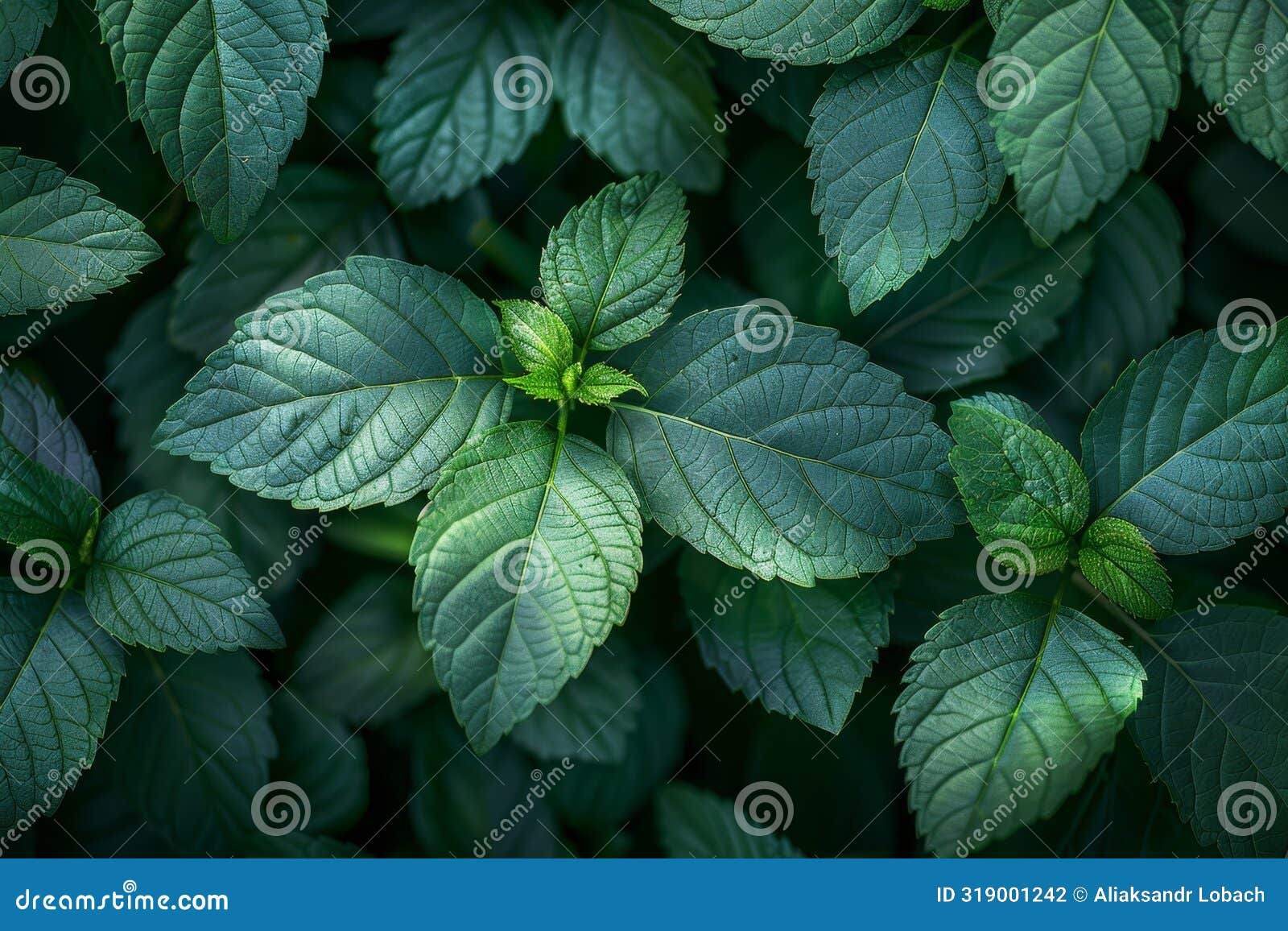 Green Leaf Background, Environmental Background and Desktop Wallpaper ...