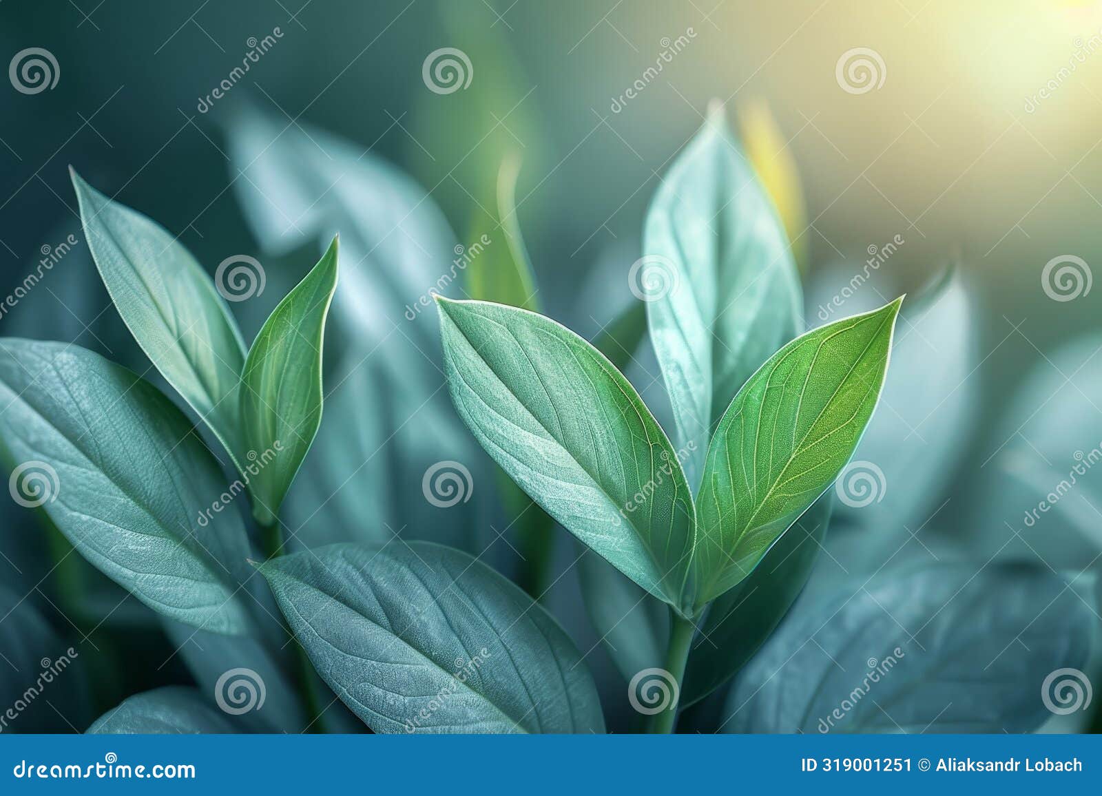 Green Leaf Background, Environmental Background and Desktop Wallpaper ...