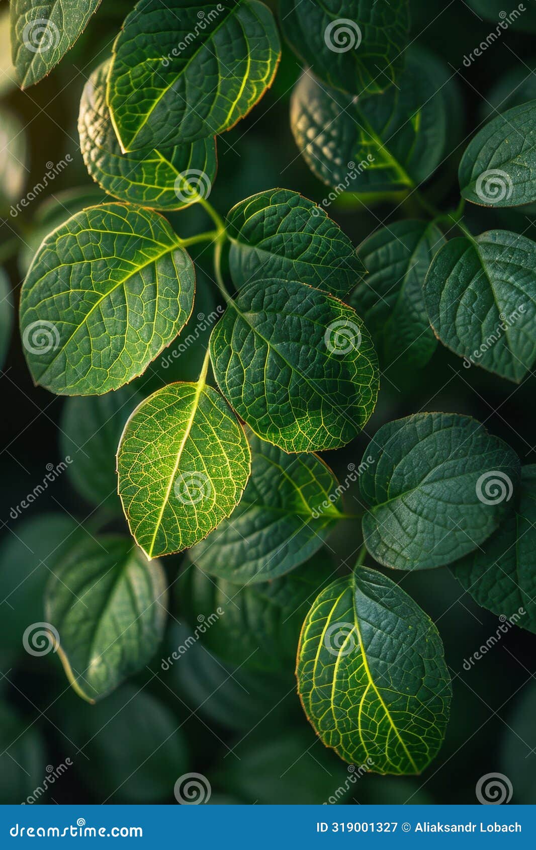 Green Leaf Background, Environmental Background and Desktop Wallpaper ...