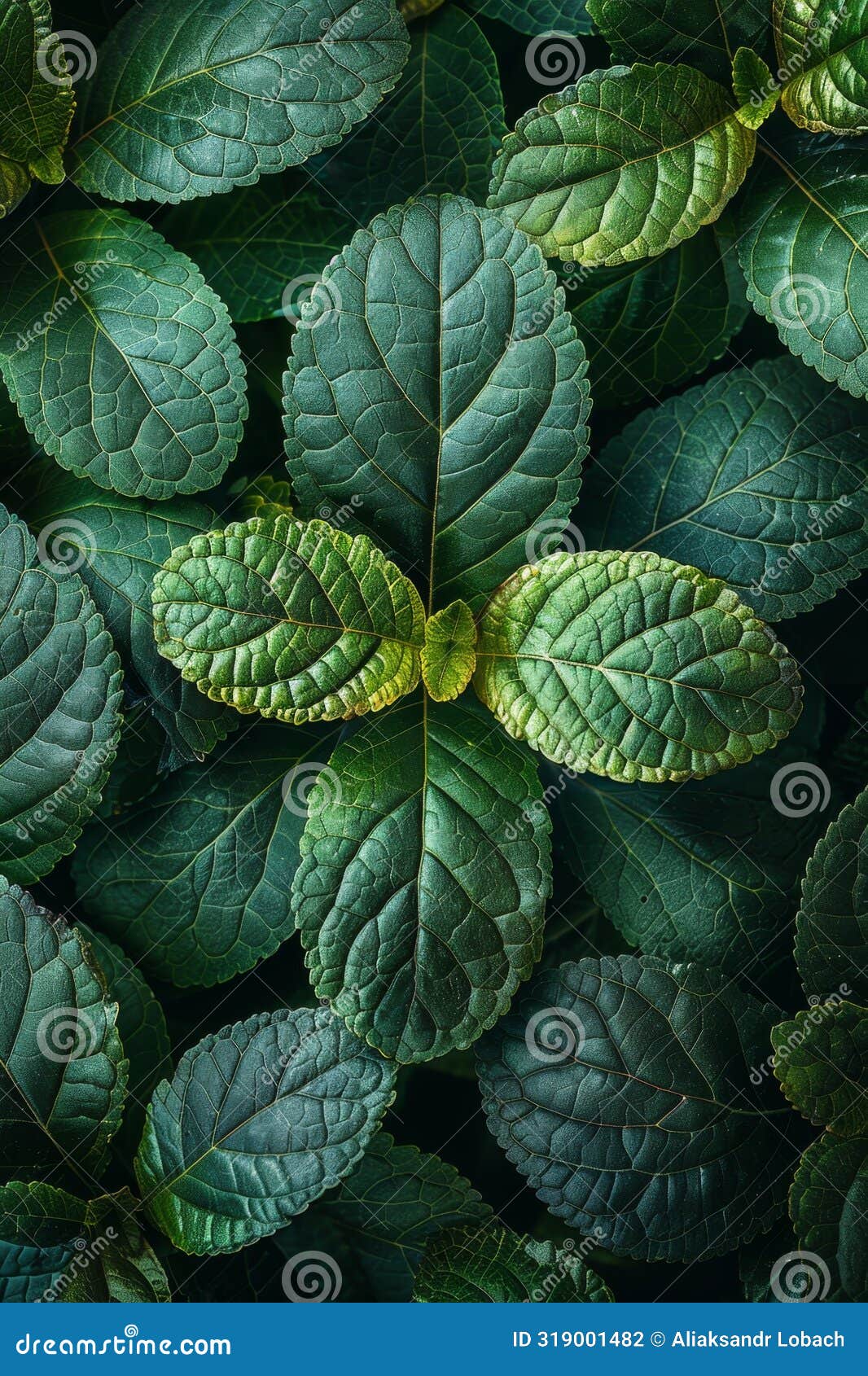 Green Leaf Background, Environmental Background and Desktop Wallpaper ...