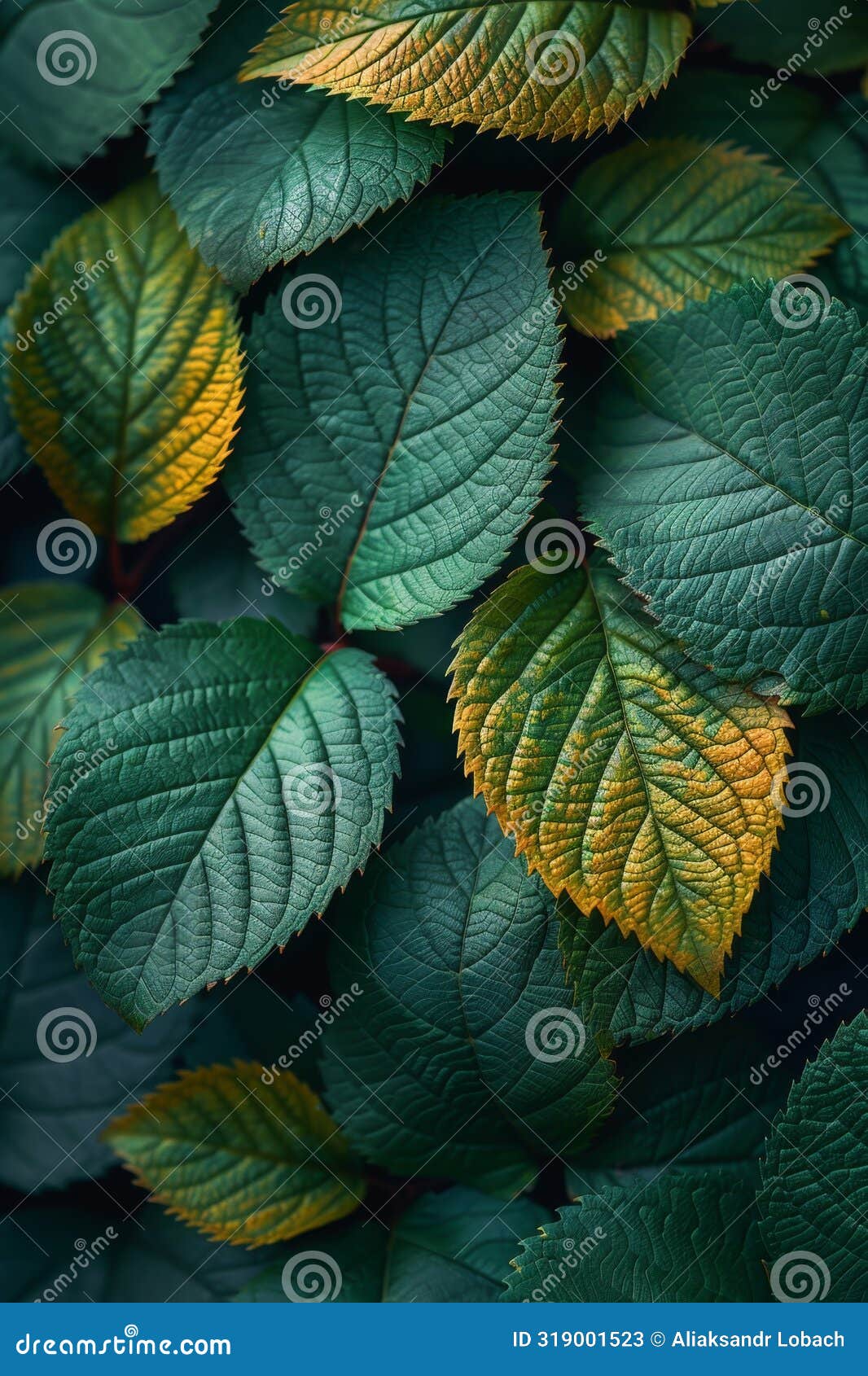 Green Leaf Background, Environmental Background and Desktop Wallpaper ...