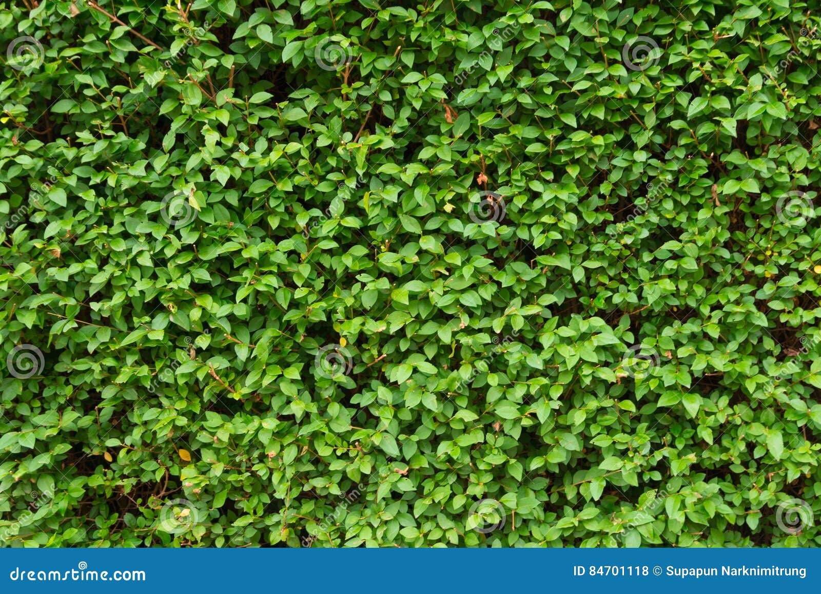 Green Leaf Background, Fresh Greenery Color Pattern. Stock Photo ...