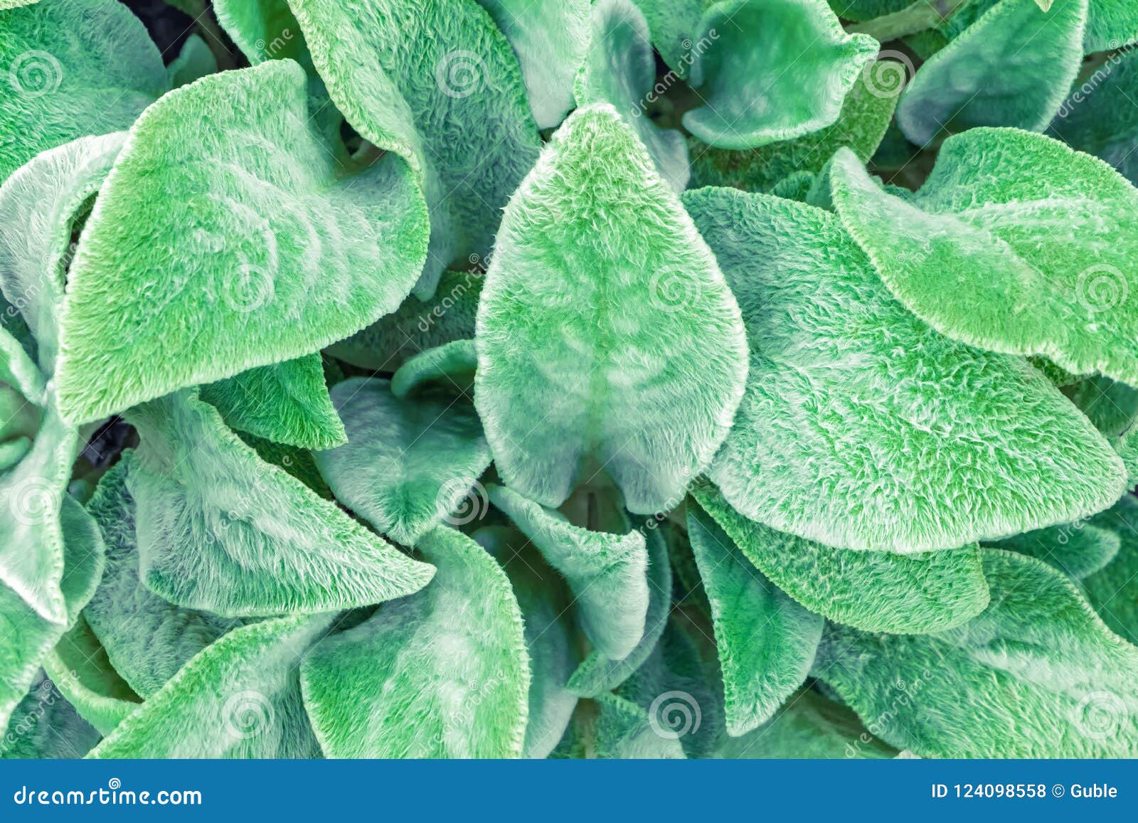 Green Leaf Background. Soft, Fluffy Stahis Leaves. Stock Photo - Image ...