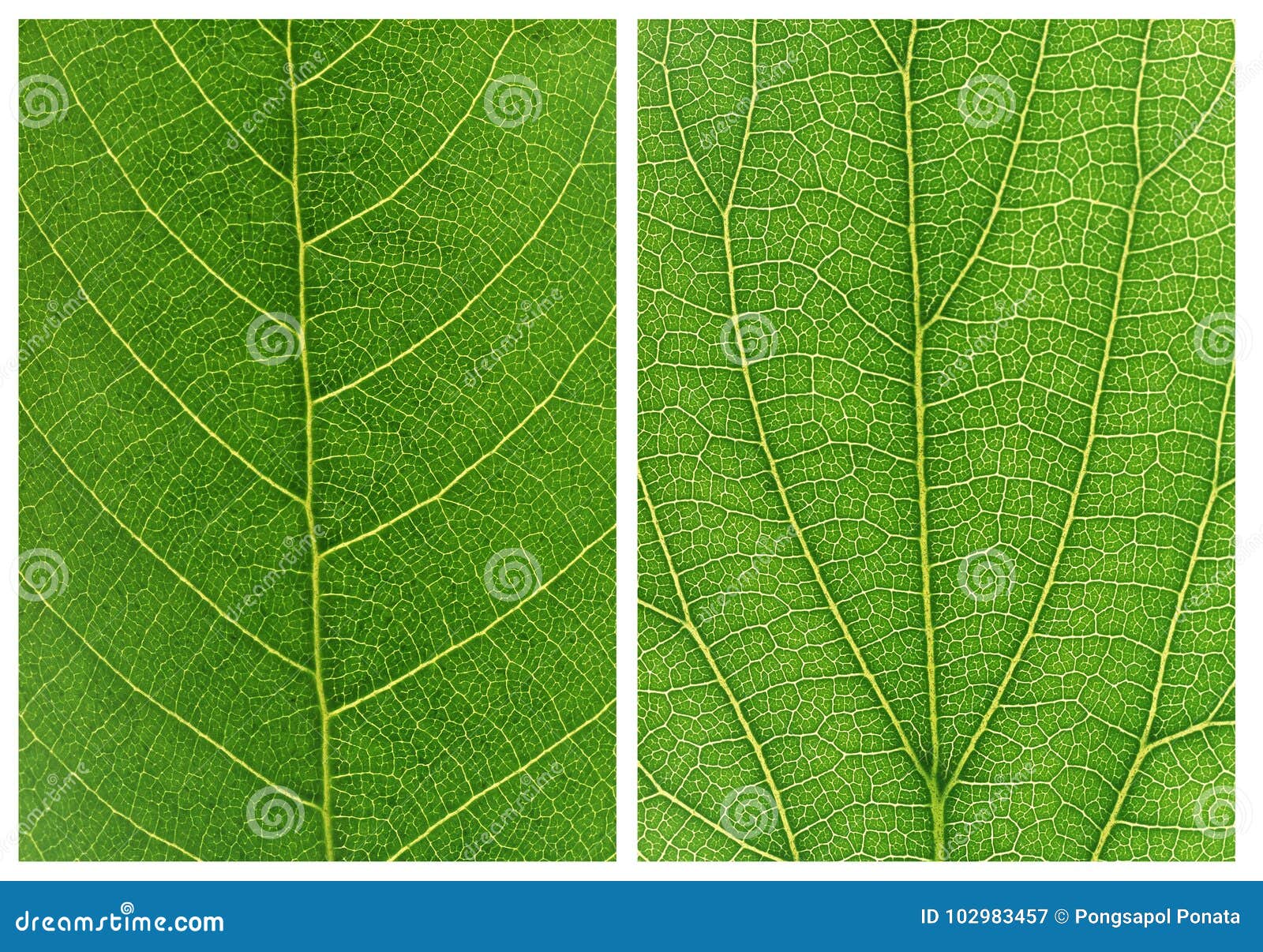 Green Leaf Backgrounds Patterns Stock Image - Image of background ...