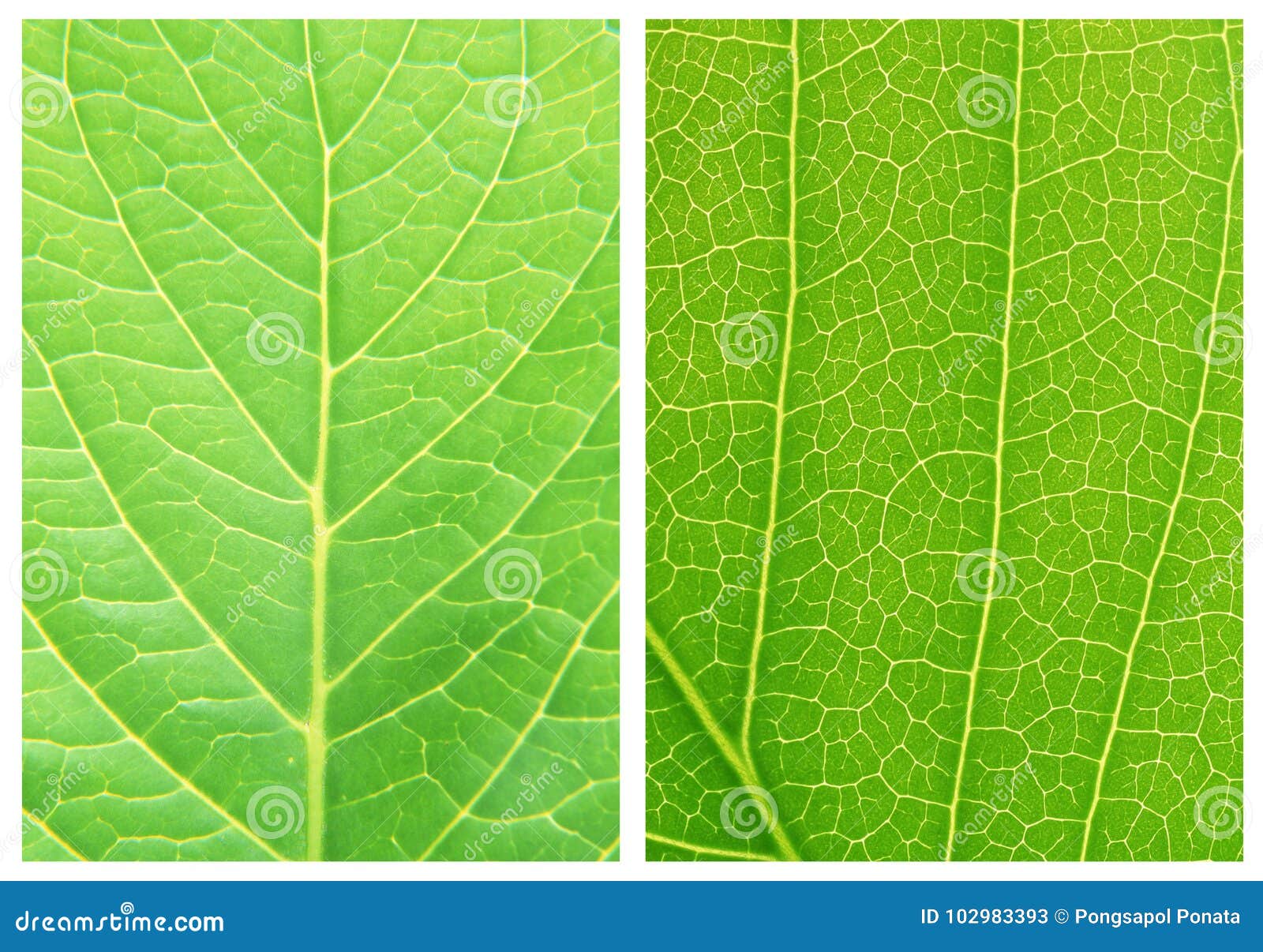 Green Leaf Backgrounds Patterns Stock Image - Image of grow, health ...