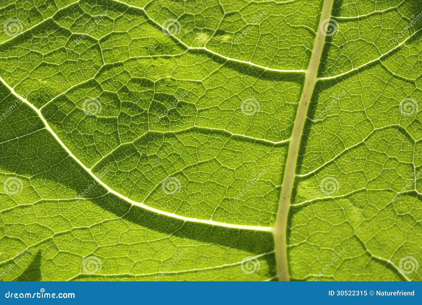 Green Leaf (backlight) stock image. Image of macro, background - 30522315