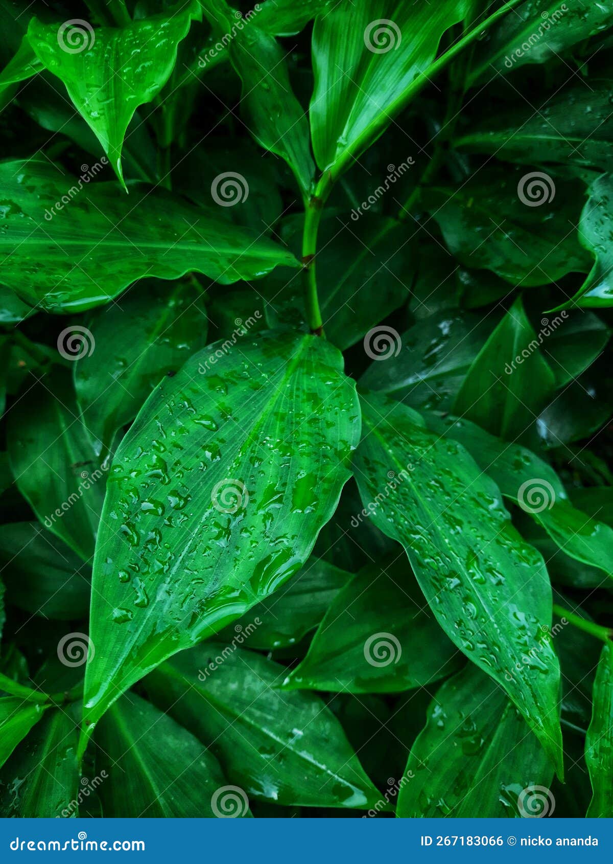 A Green Leaf after Being Splashed with Rain Water in the Morning Stock ...