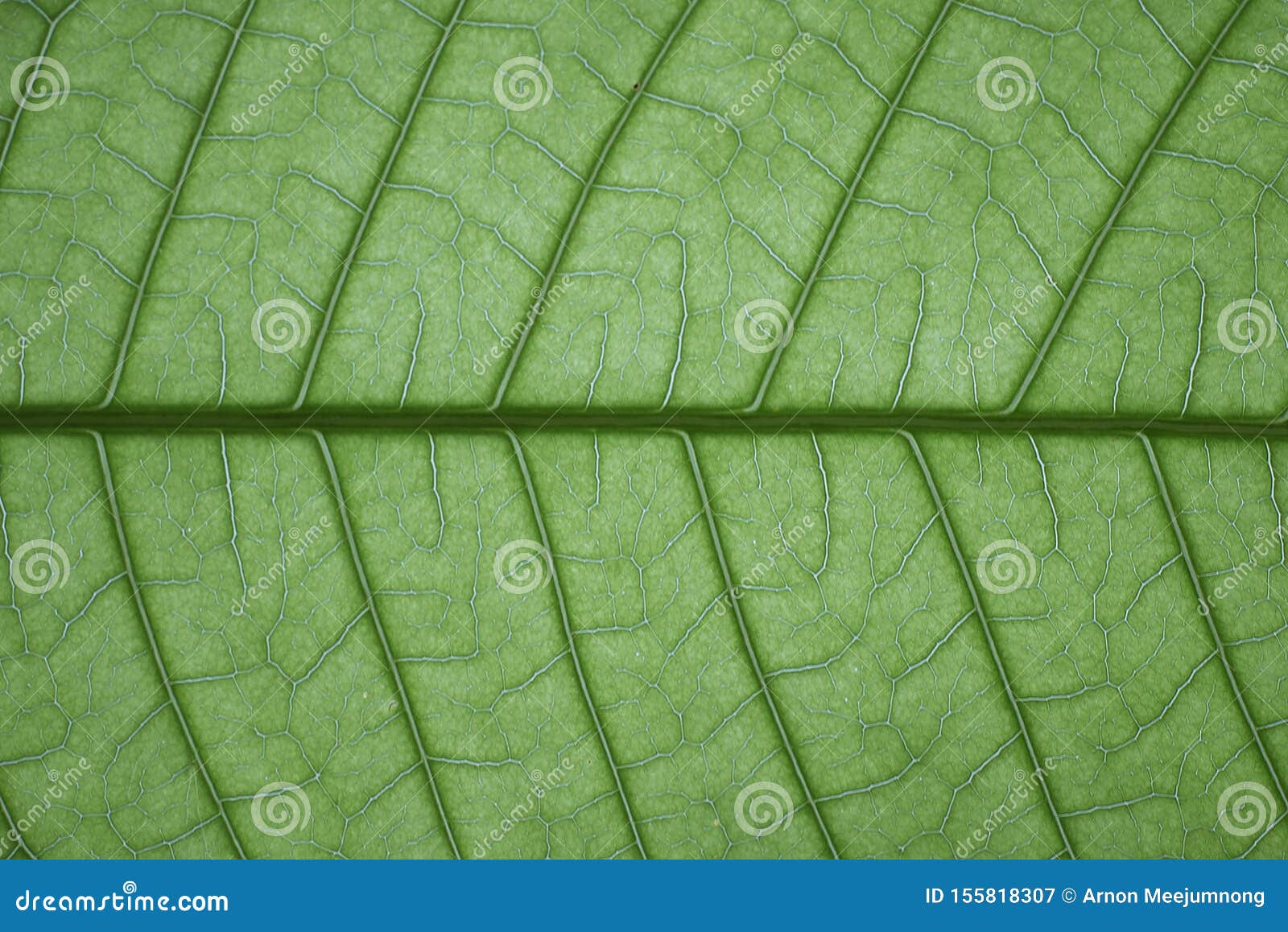Green leaf biology texture stock image. Image of ecological - 155818307