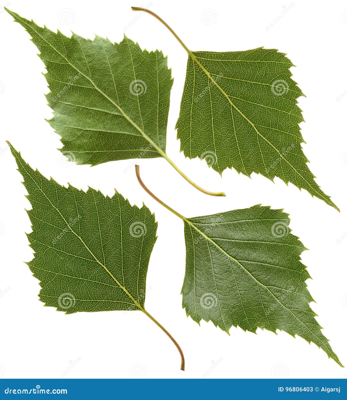 Green leaf of birch stock image. Image of tree, warty - 96806403