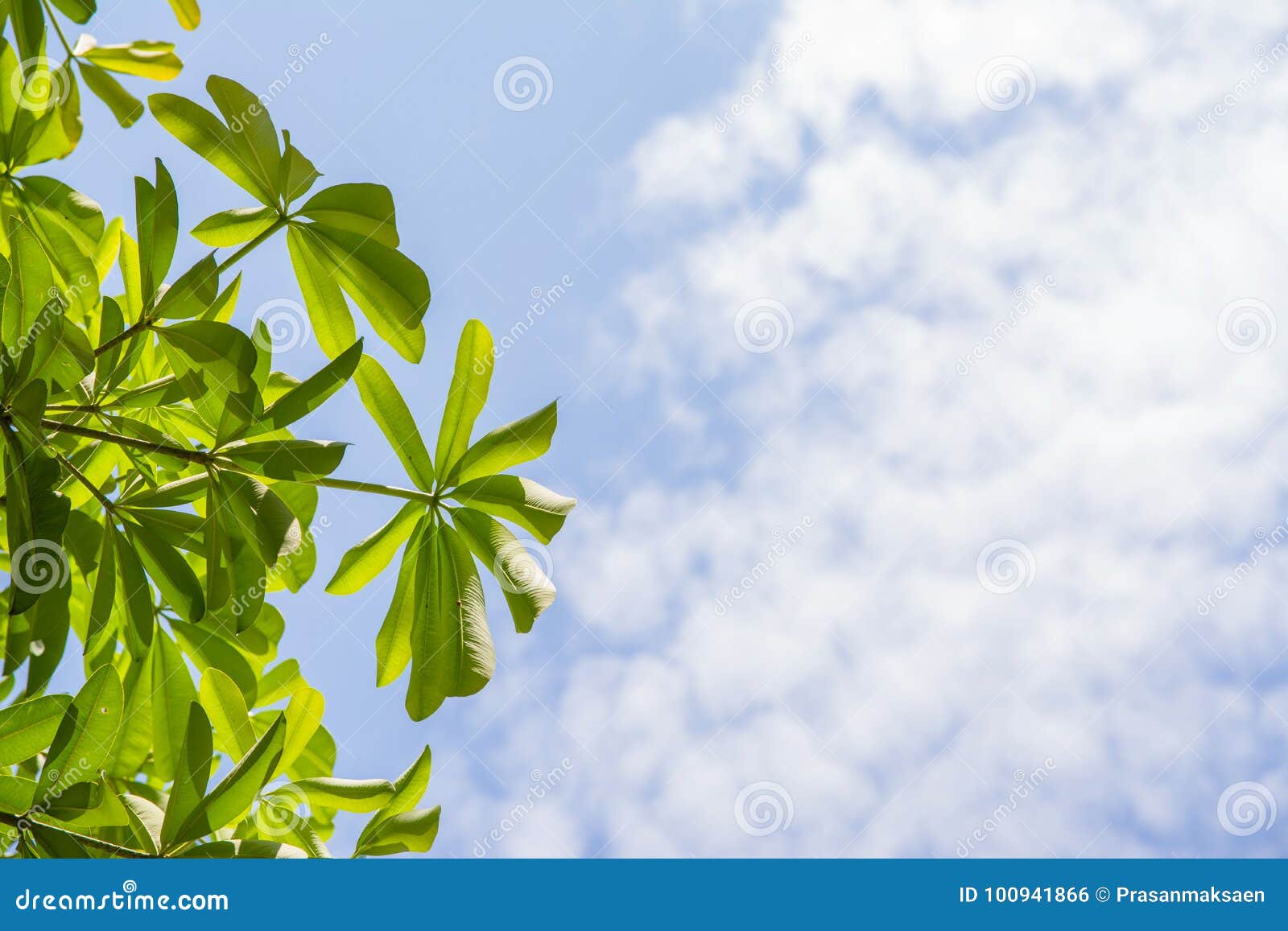 Green leaf with blue sky stock photo. Image of fresh - 100941866
