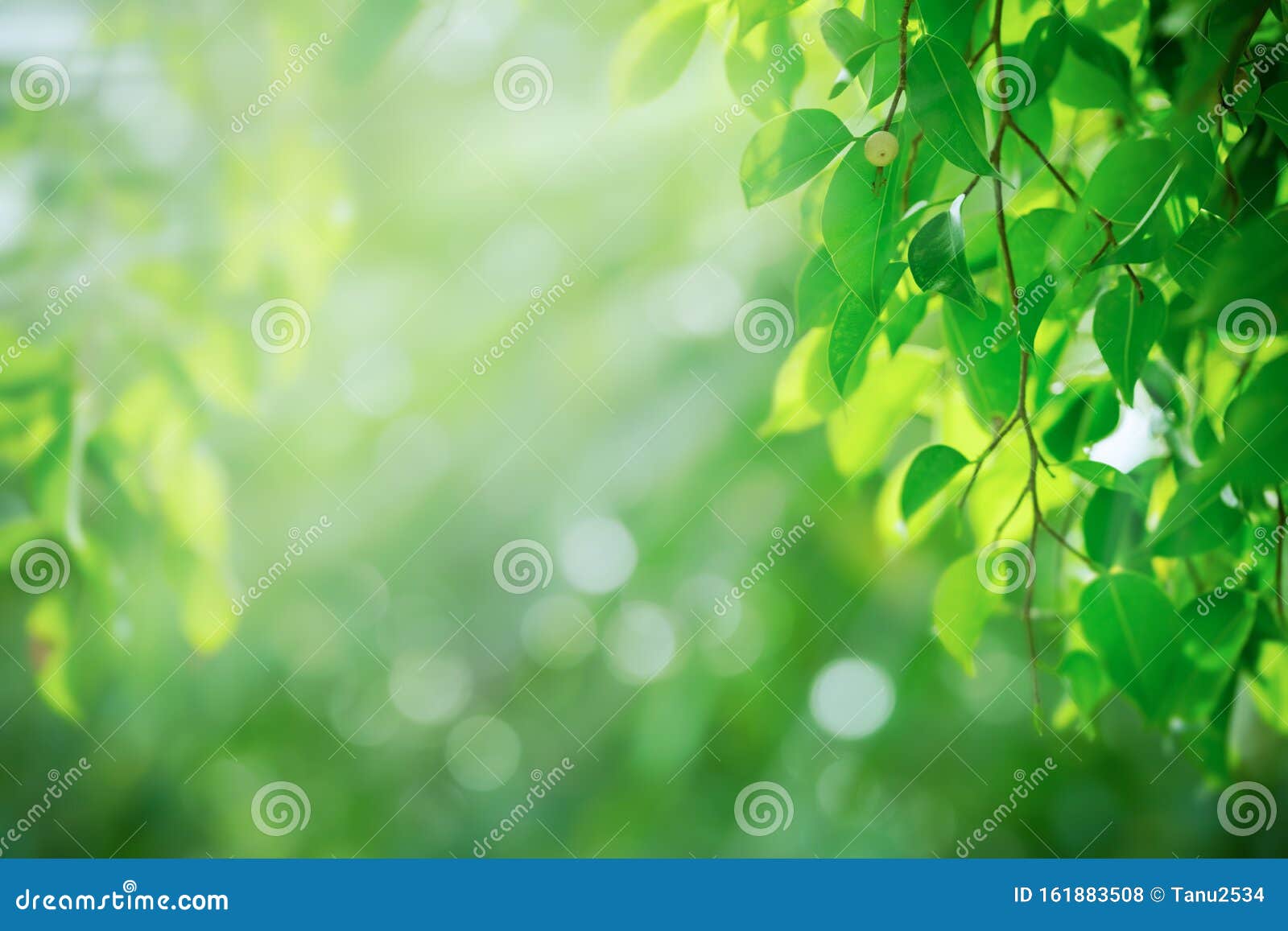 Green Leaf on Blurred Greenery Background. Stock Photo - Image of leaf ...