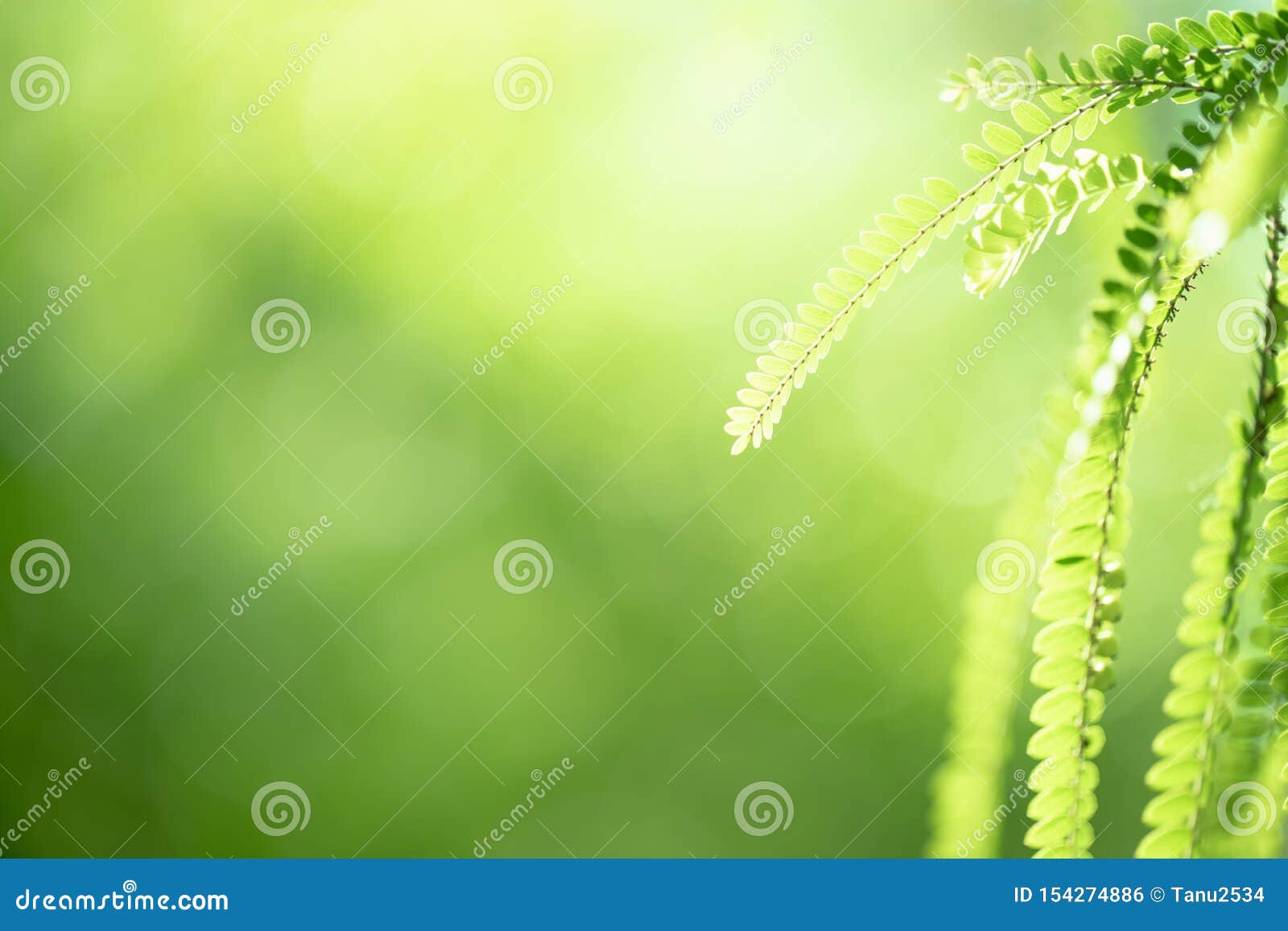 Green Leaf on Blurred Greenery Background. Stock Photo - Image of color ...