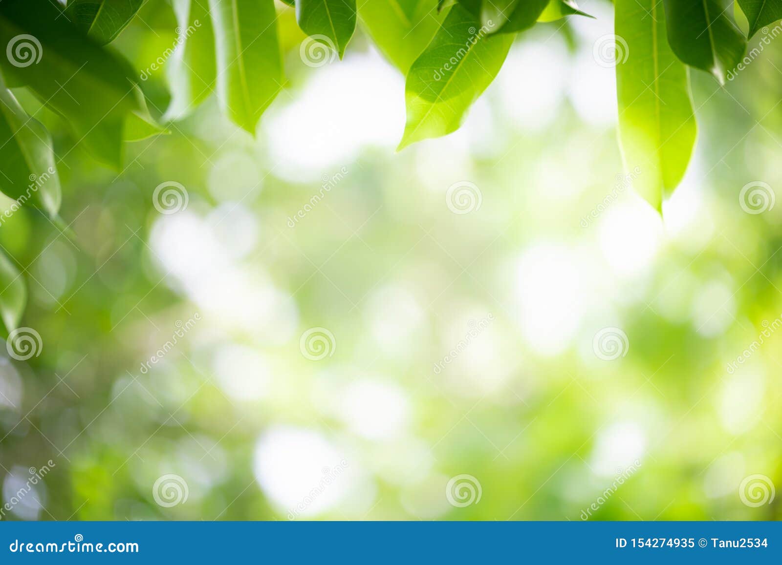 Green Leaf on Blurred Greenery Background. Stock Image - Image of ...