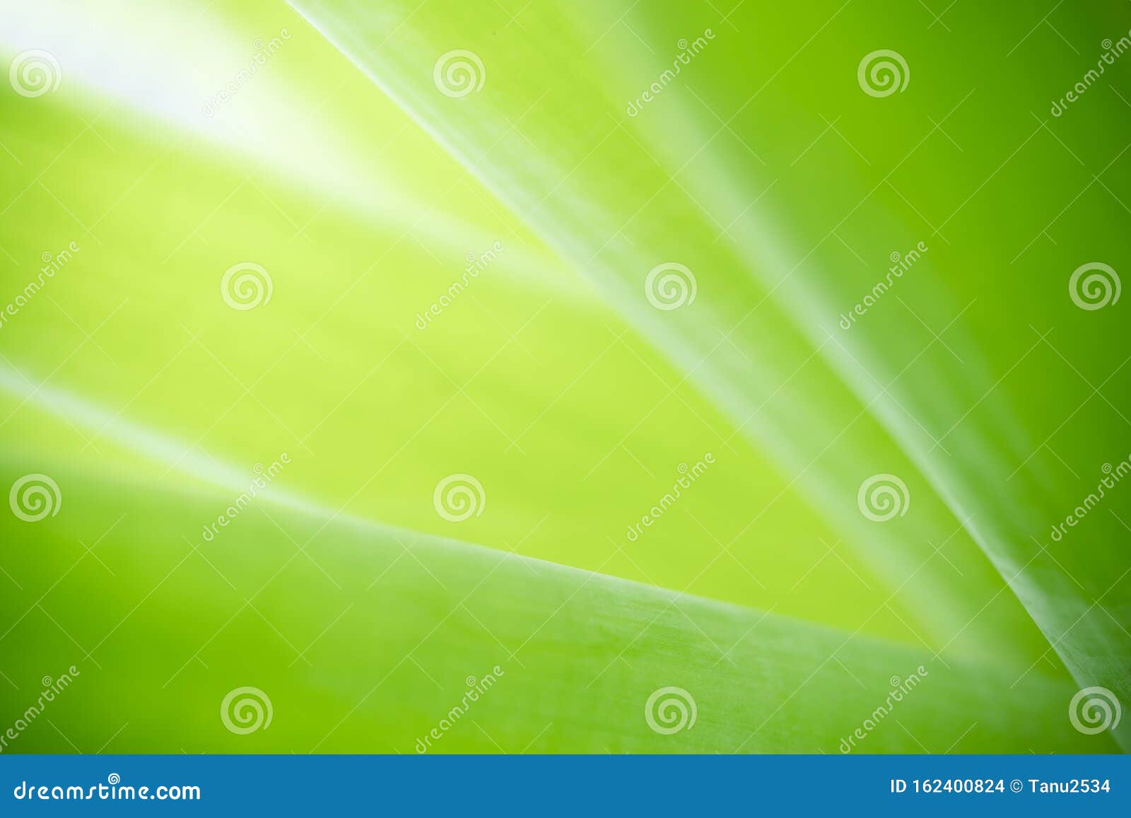 Green Leaf on Blurred Greenery Background. Stock Photo - Image of blur ...