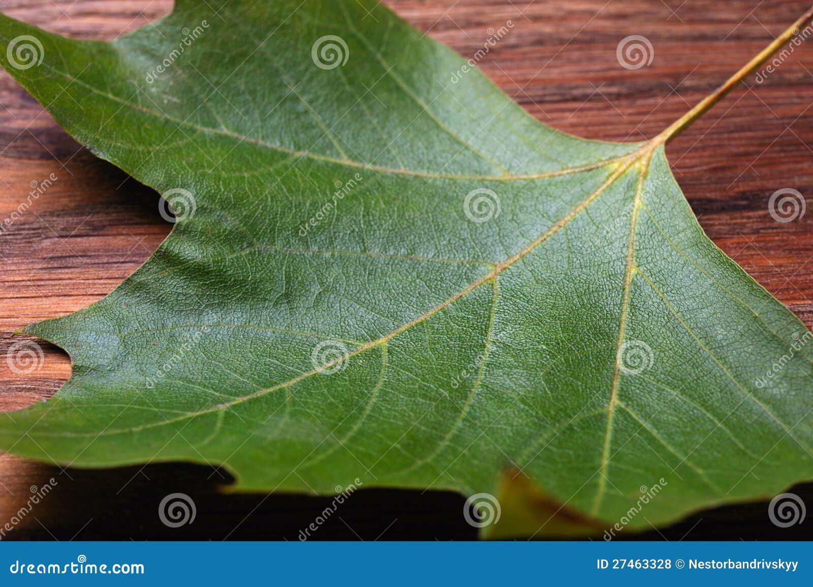 Green leaf on the board stock photo. Image of form, green - 27463328