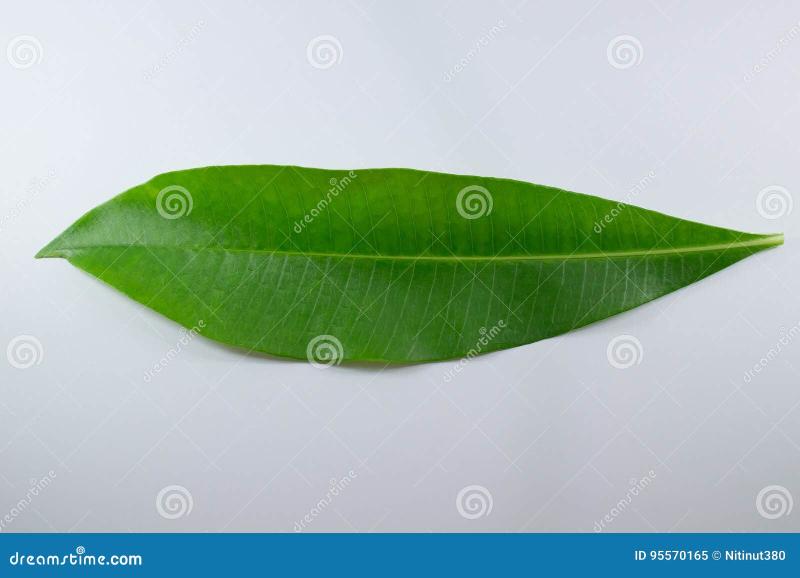 Green Leaf of Bombax Ceiba Tree Isolated Stock Image - Image of thorn ...