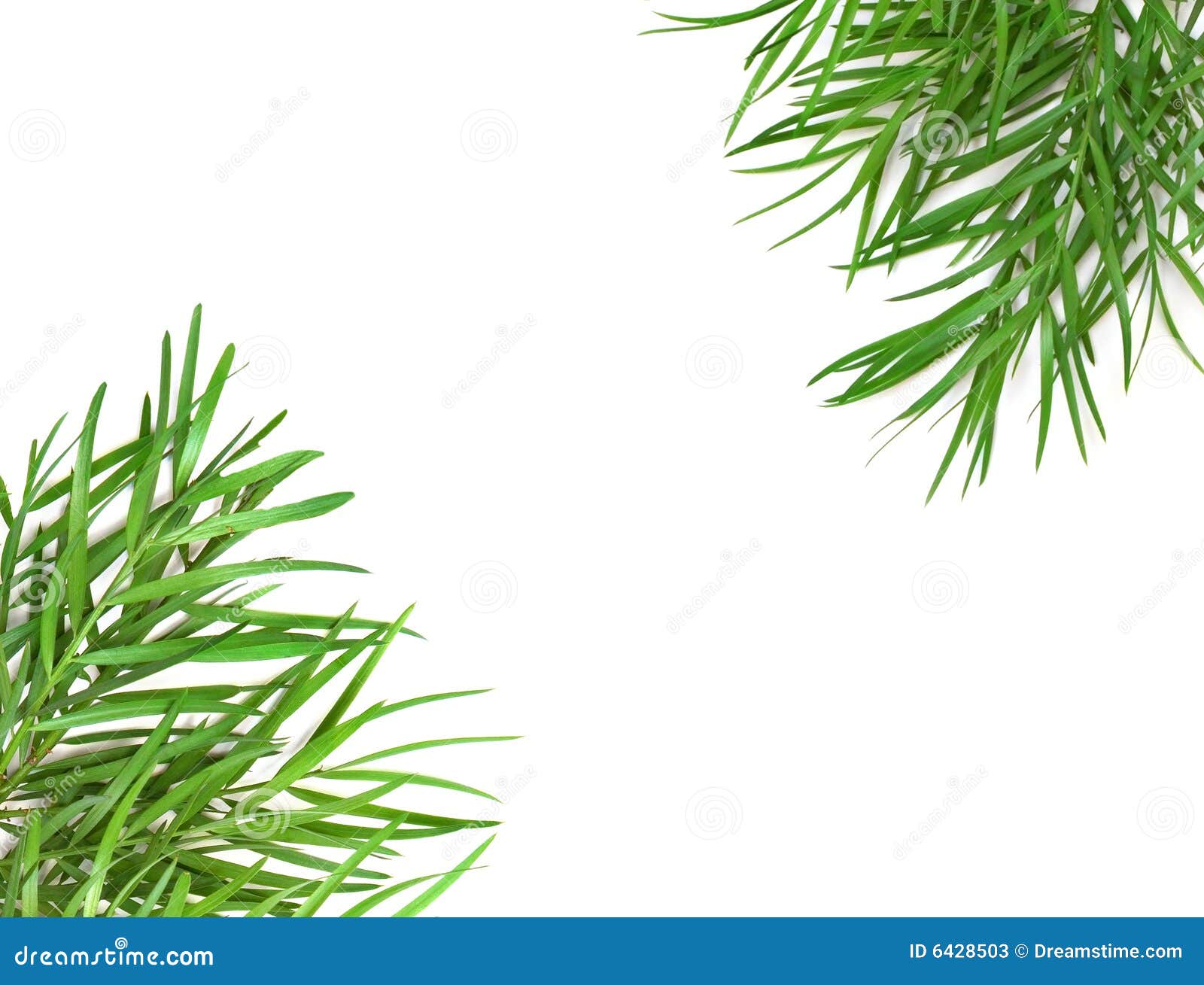 Green Leaf Wallpaper Border