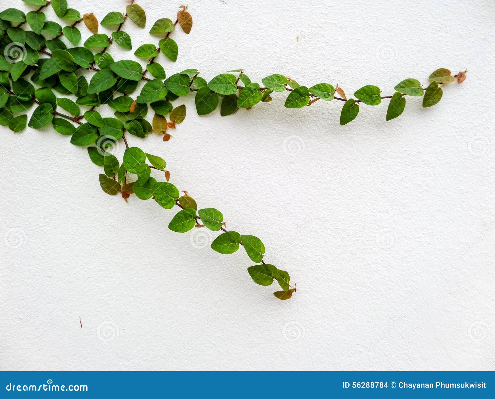 Green leaf border stock photo. Image of closeup, beautiful - 56288784