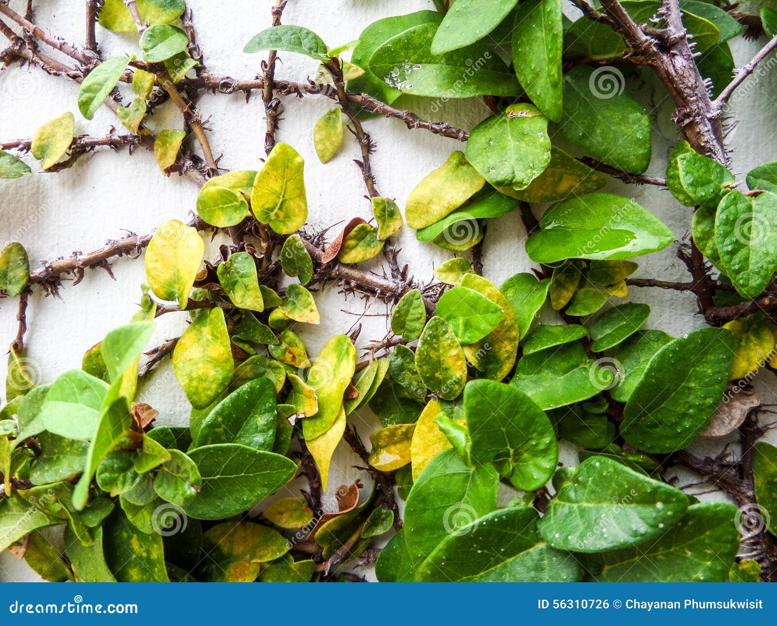 Green Leaf Border, Isolate of Plant on the Wall Stock Photo - Image of ...