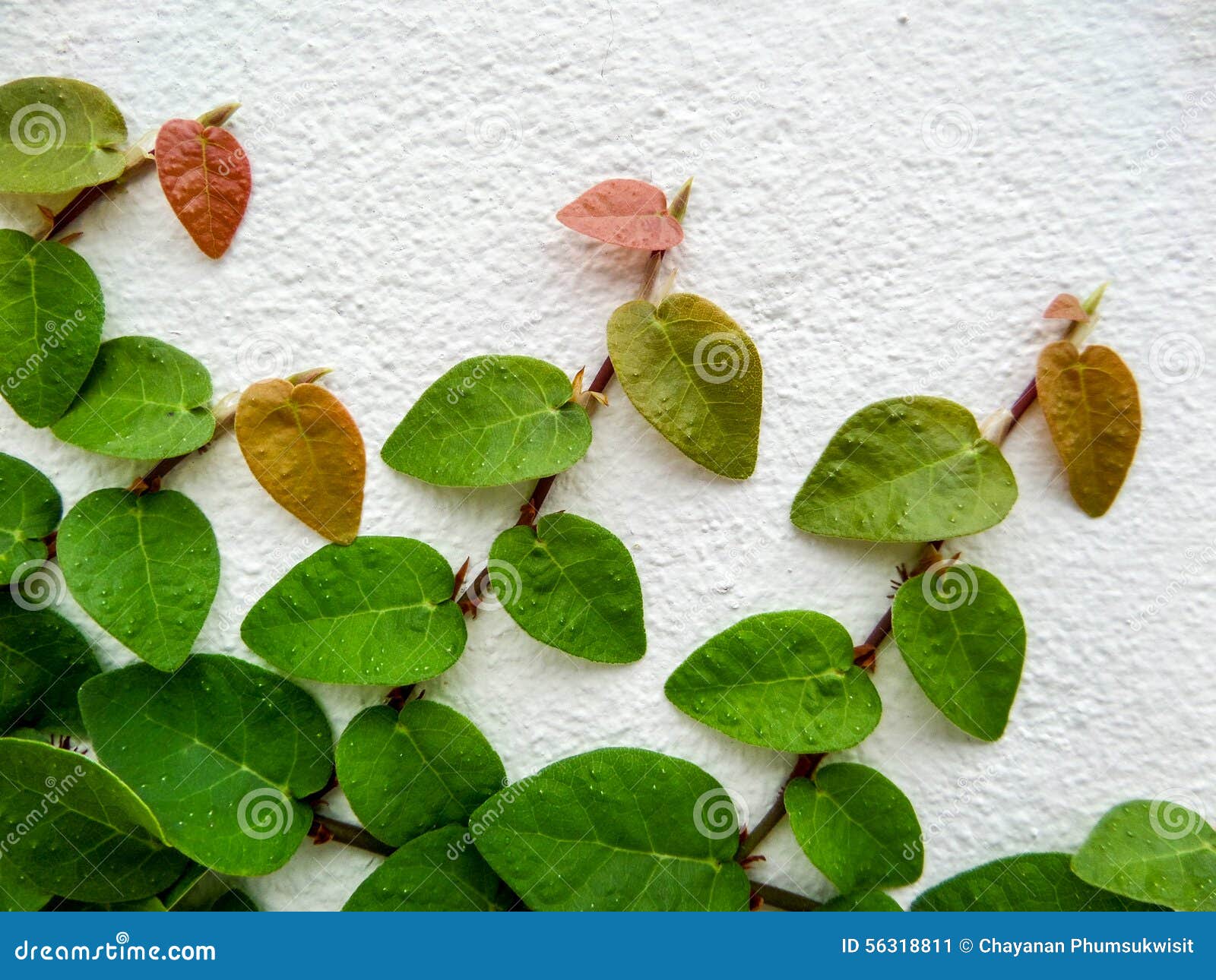 Green Leaf Border, Isolate of Plant on the Wall Stock Image - Image of ...
