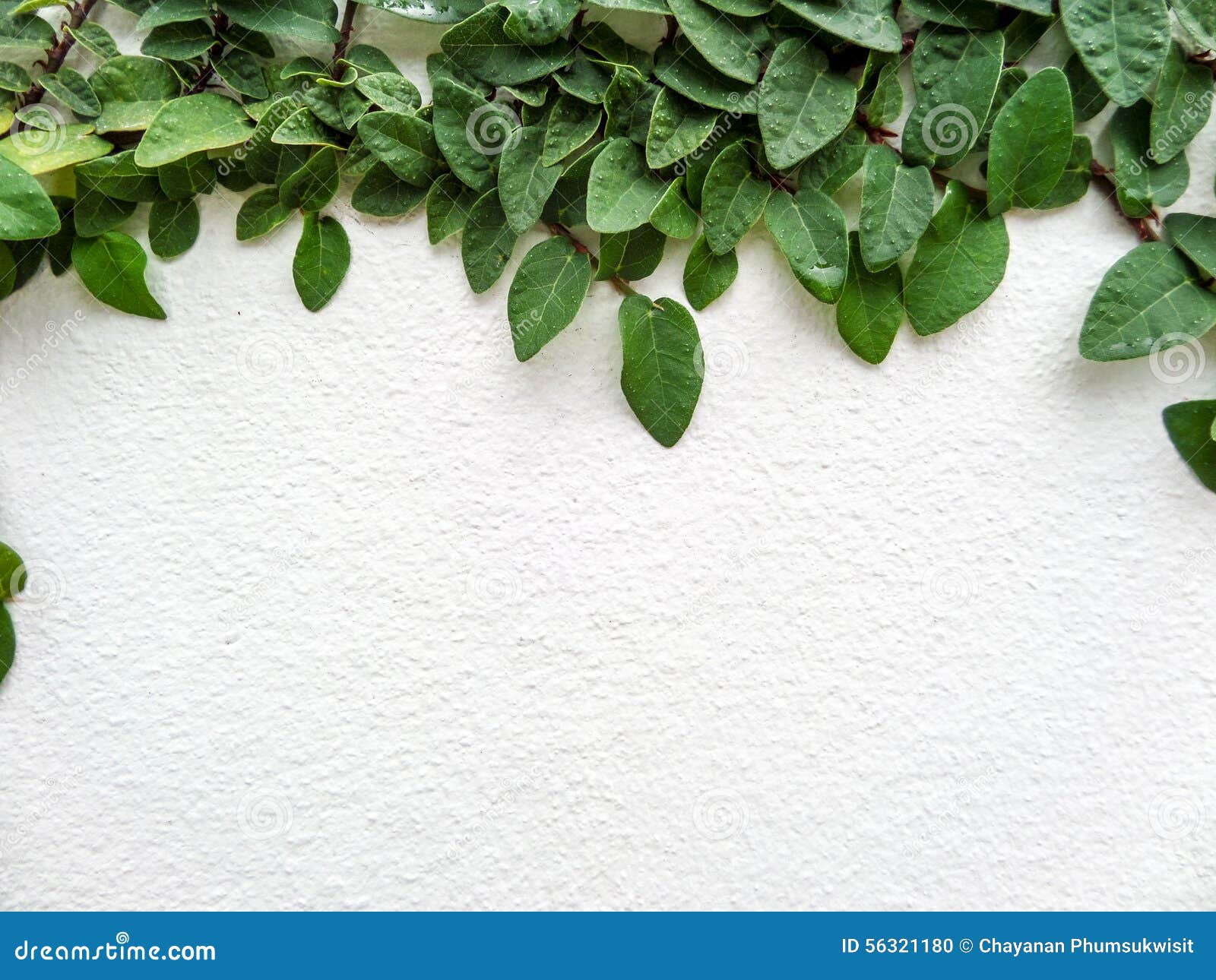 Green leaf border stock photo. Image of floral, bloom - 56321180