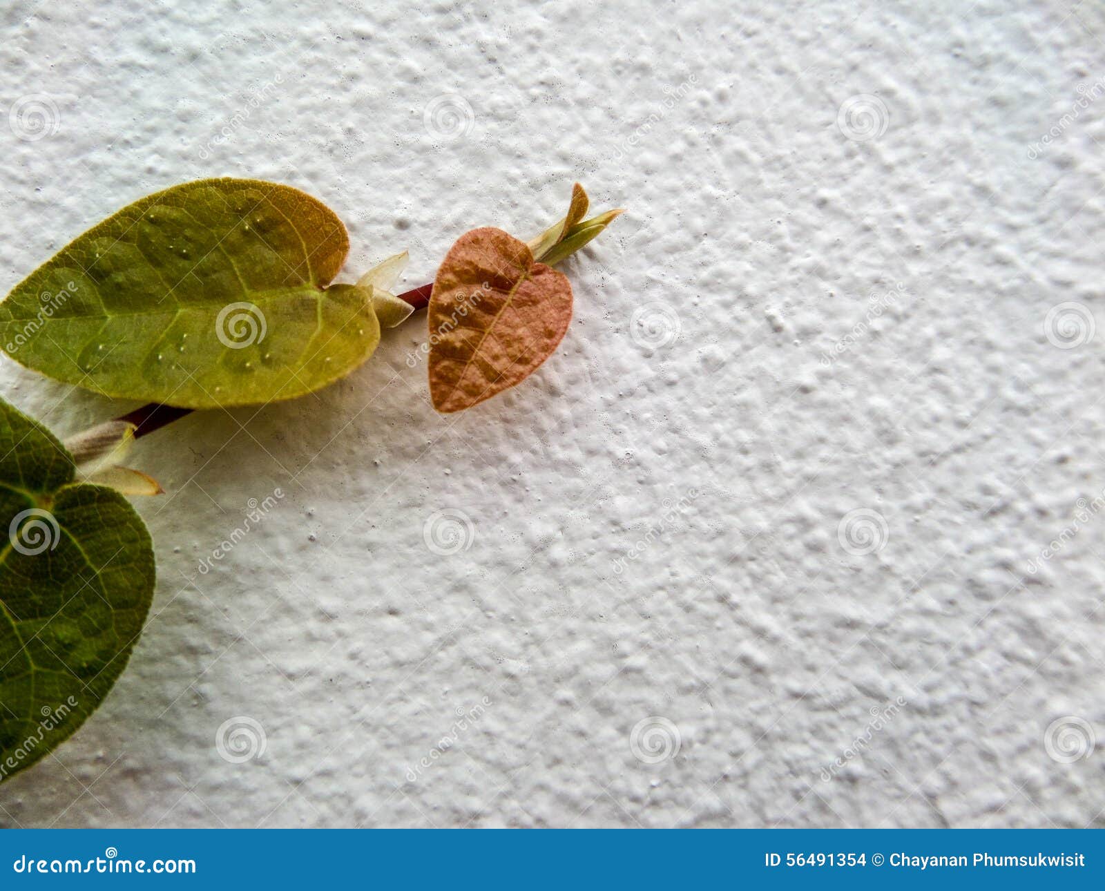 Green Leaf Border, Isolate of Plant on the Wall Stock Photo - Image of ...