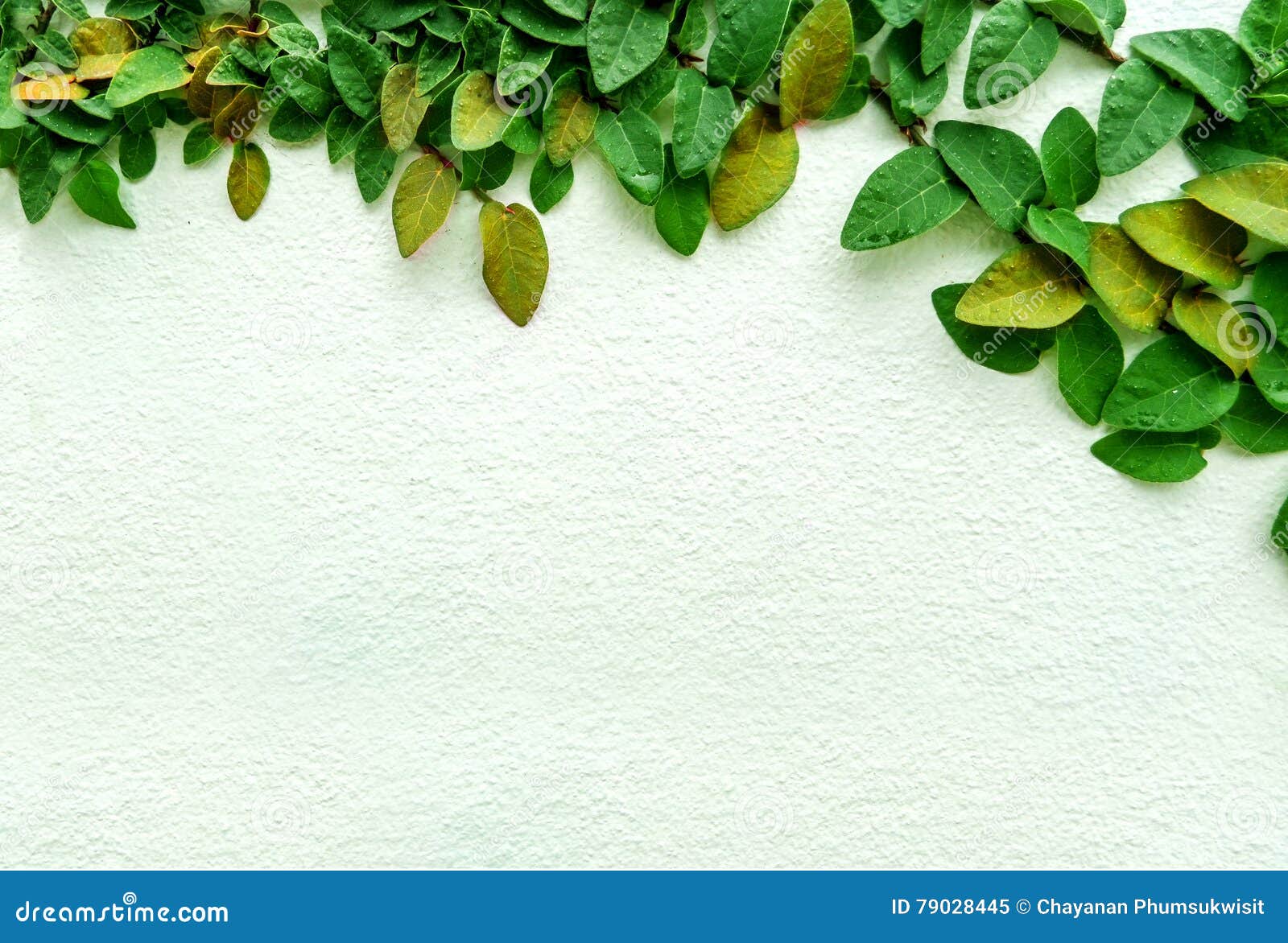 Green Leaf Border, Isolate of Plant on the Wall in Garden Stock Image ...