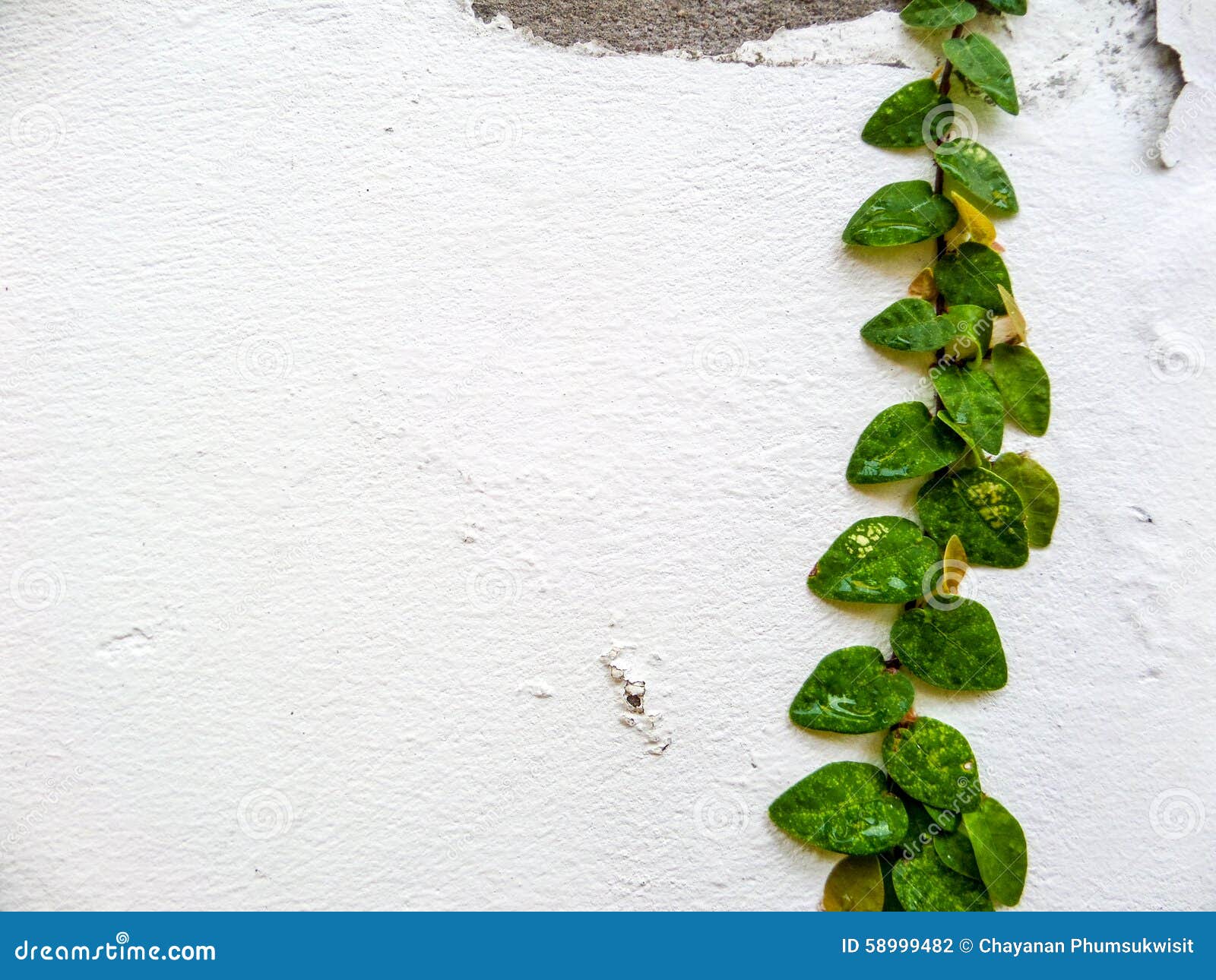 Green Leaf Border of Plant on the Wall in Garden Stock Photo - Image of ...