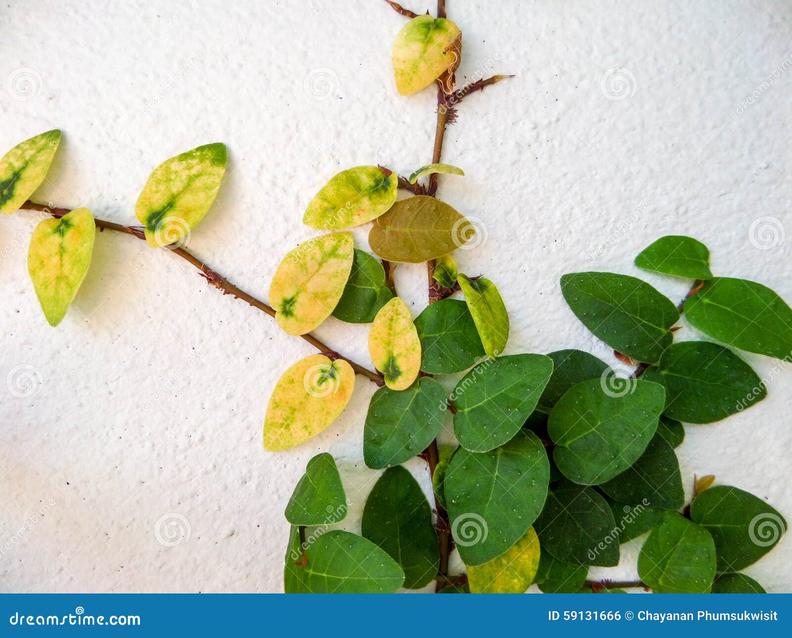 Green Leaf Border of Plant on the Wall in Garden Stock Photo - Image of ...