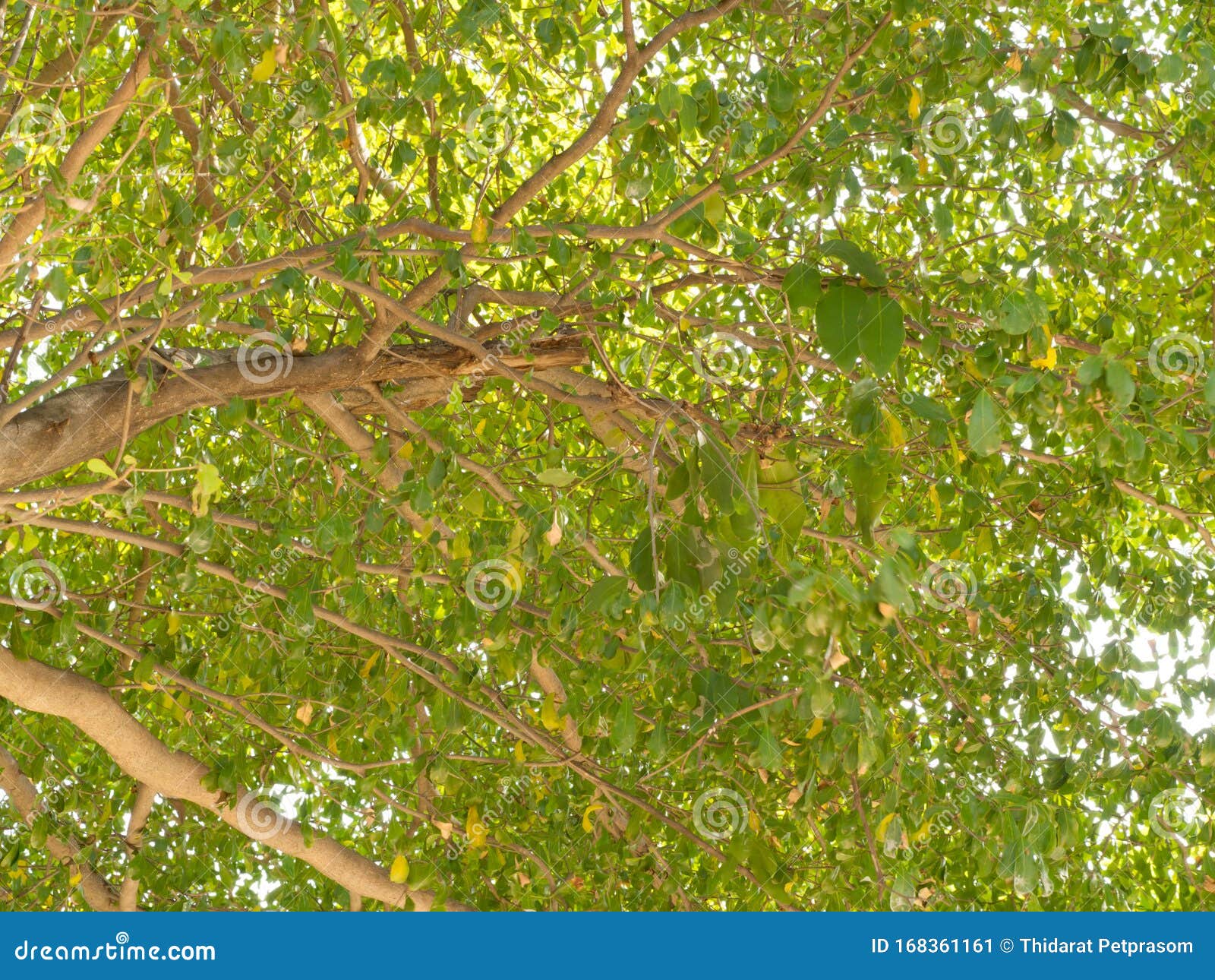 Green Leaf Branch on Big Tree in Nature Background Stock Image - Image ...