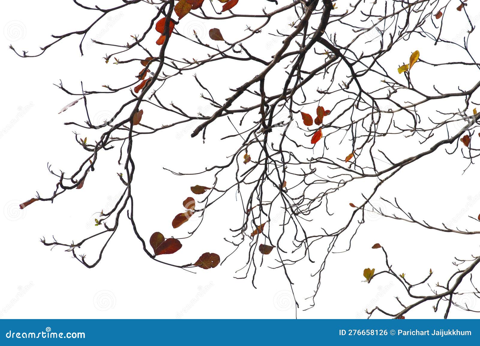 Green Leaf or Branch Isolated on White Background with Clipping Path ...