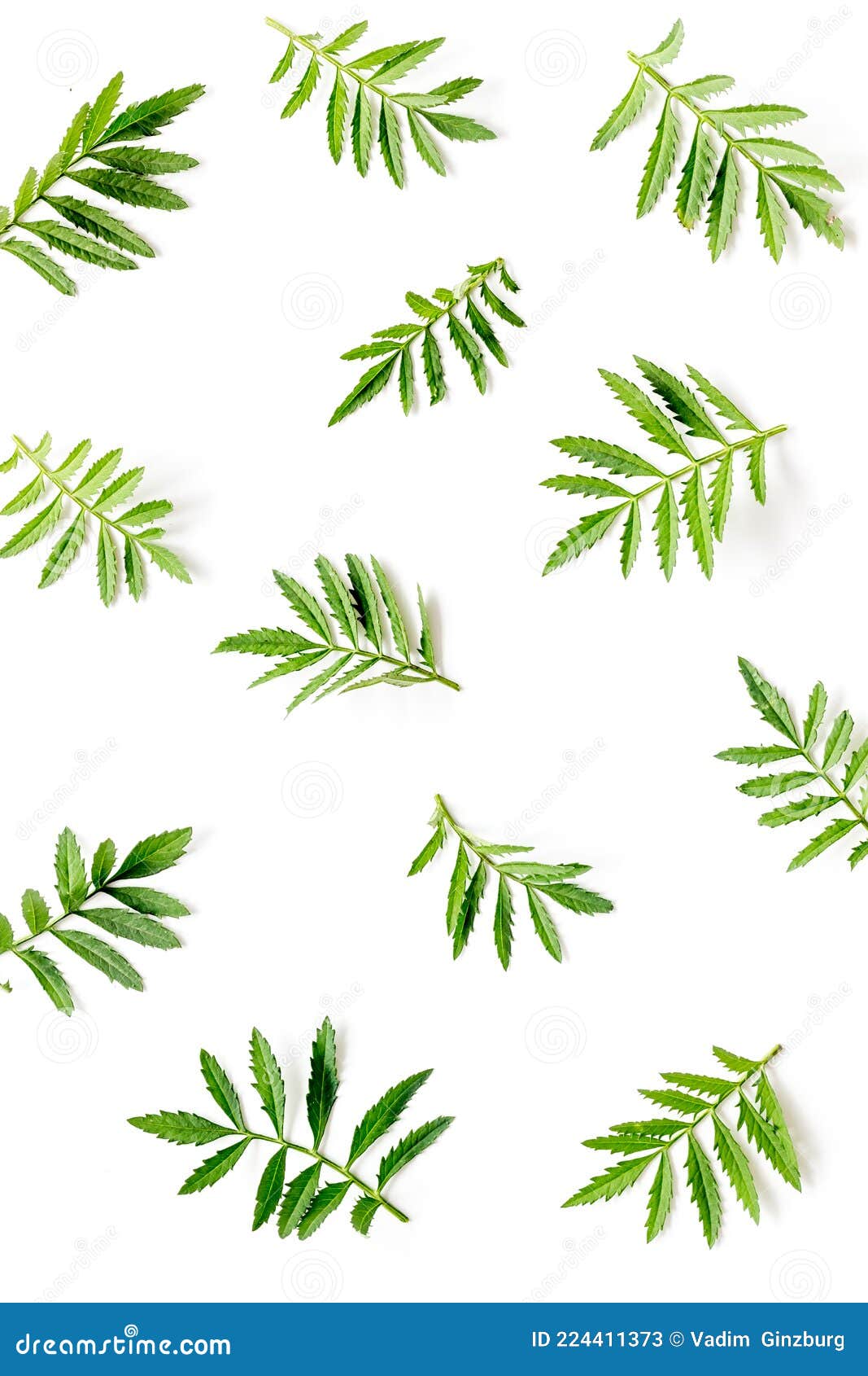 Green Leaf Branches Isolated on White. Top View Stock Image - Image of ...