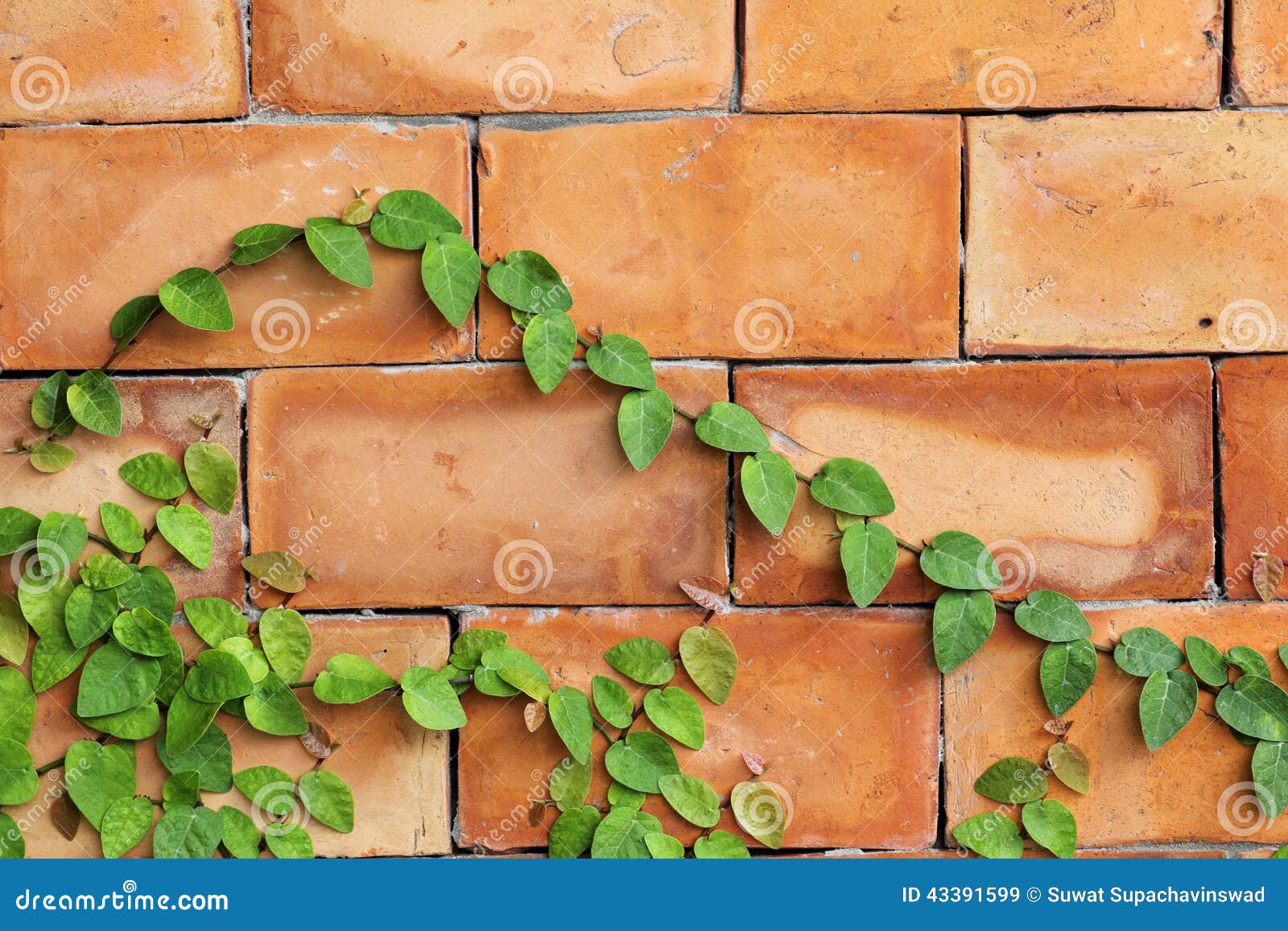 Green leaf on the brick stock image. Image of natural - 43391599