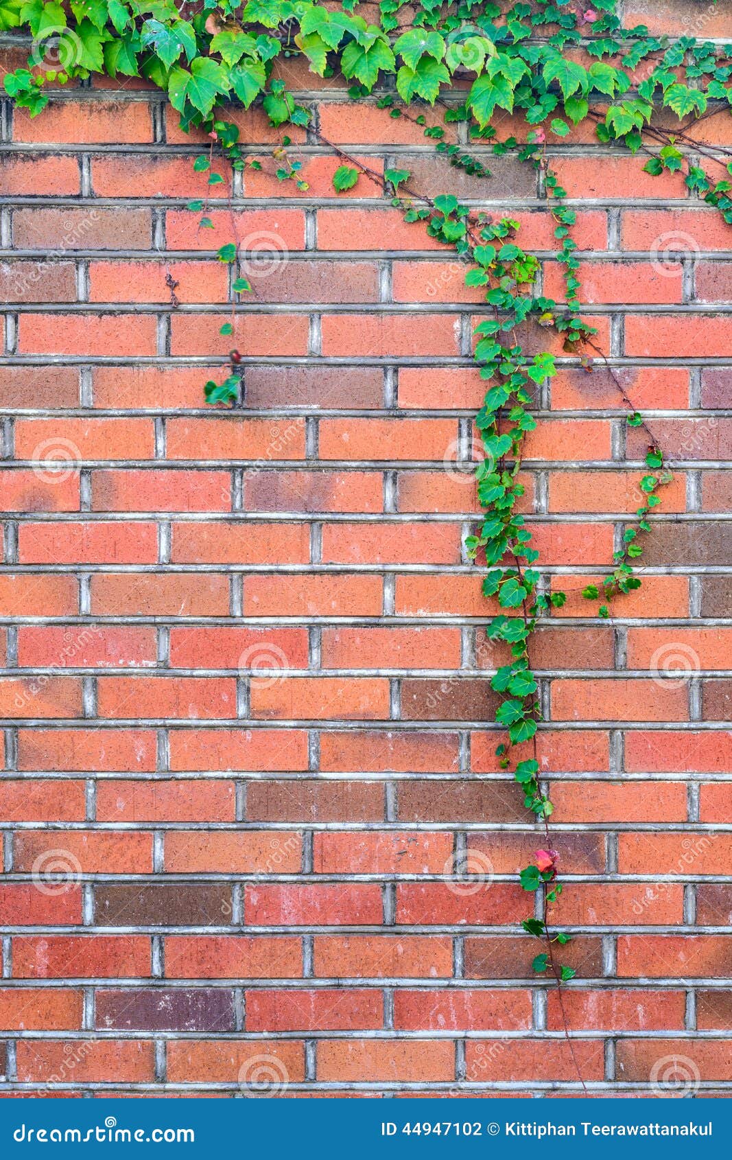 Green leaf on brick wall stock photo. Image of green - 44947102