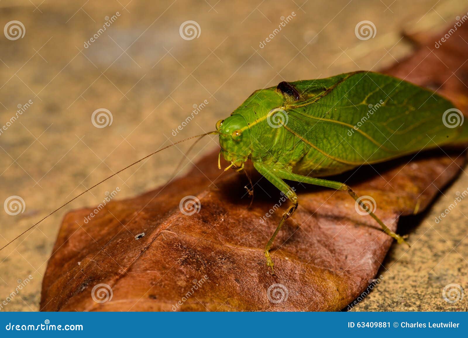 Green Leaf Bug - Katydid stock image. Image of wing, green - 63409881