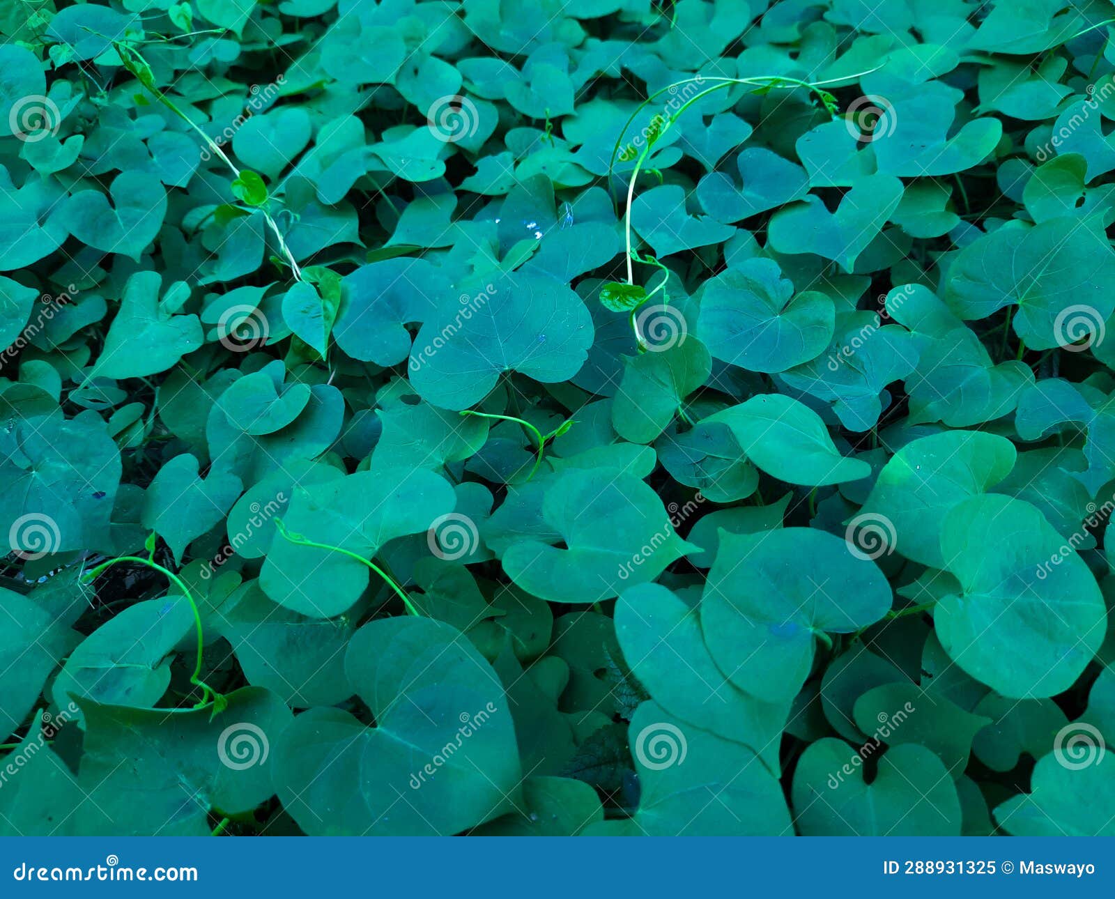Green leaf called simbukan stock image. Image of plant - 288931325