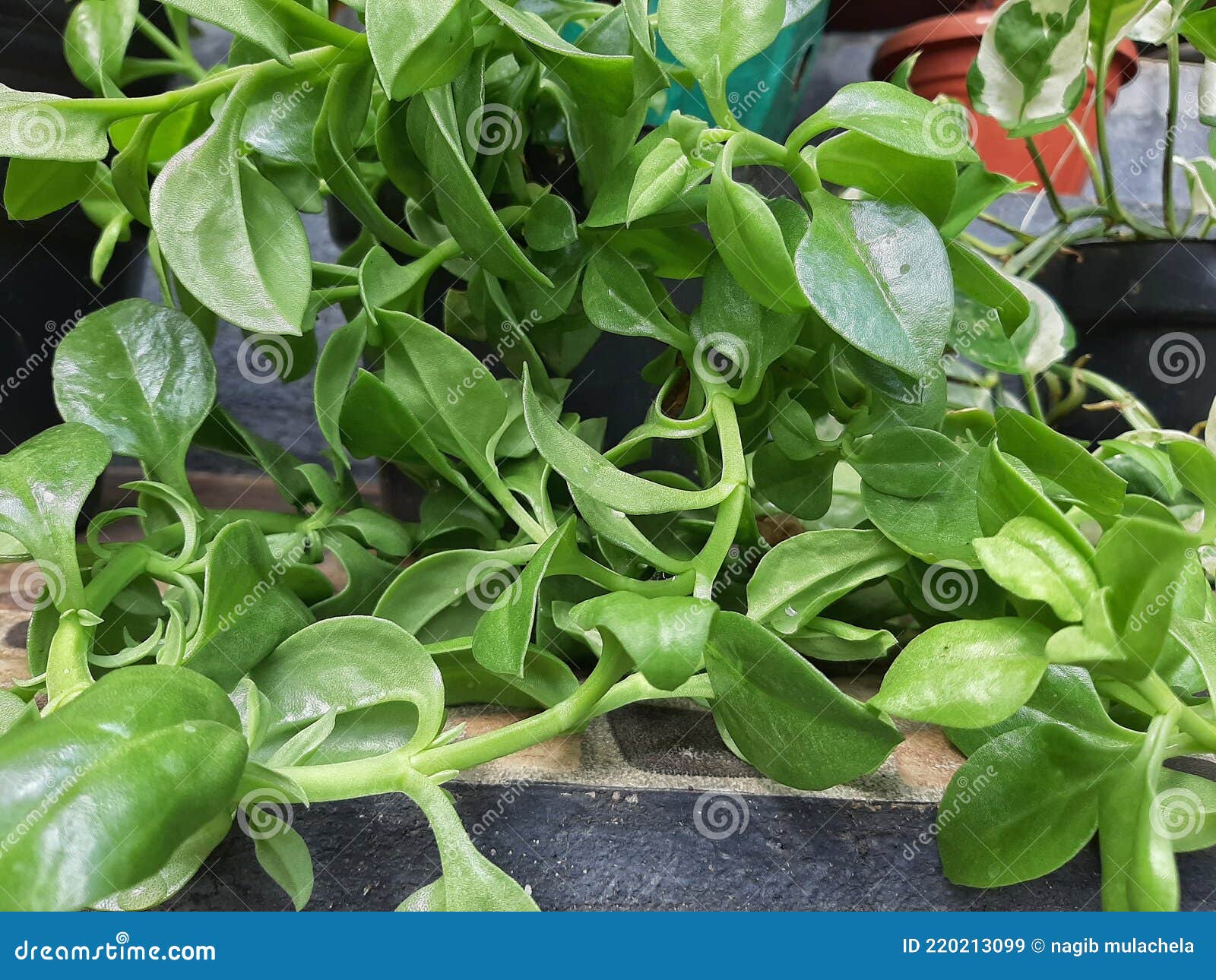 Green Leaf that Can Make You Happy Stock Image - Image of leaf, lawn ...