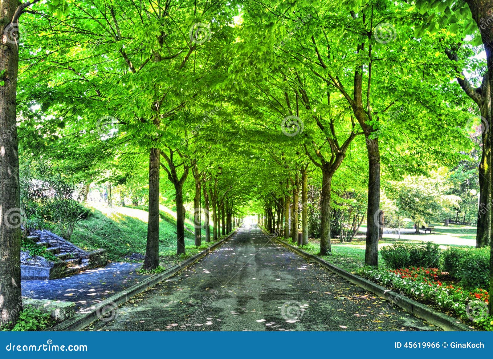 Green leaf canopy stock photo. Image of park, luminous - 45619966