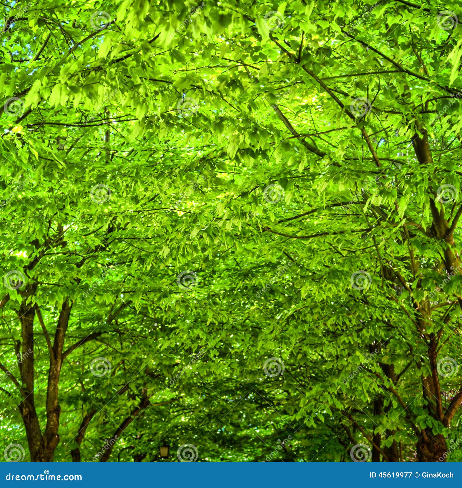 Green leaf canopy stock image. Image of branch, grass - 45619977