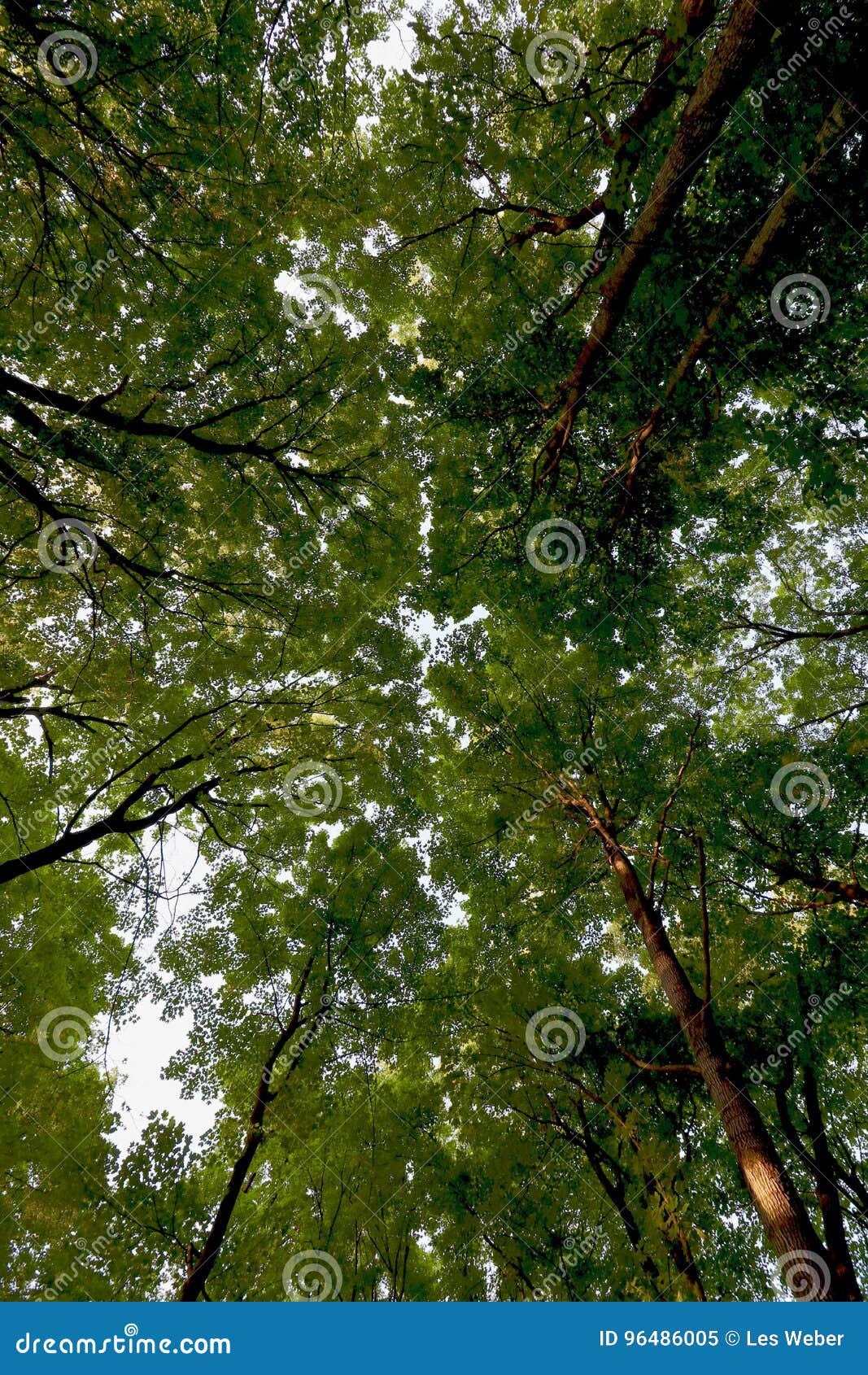 Green Leaf Canopy stock image. Image of landscape, freshness - 96486005